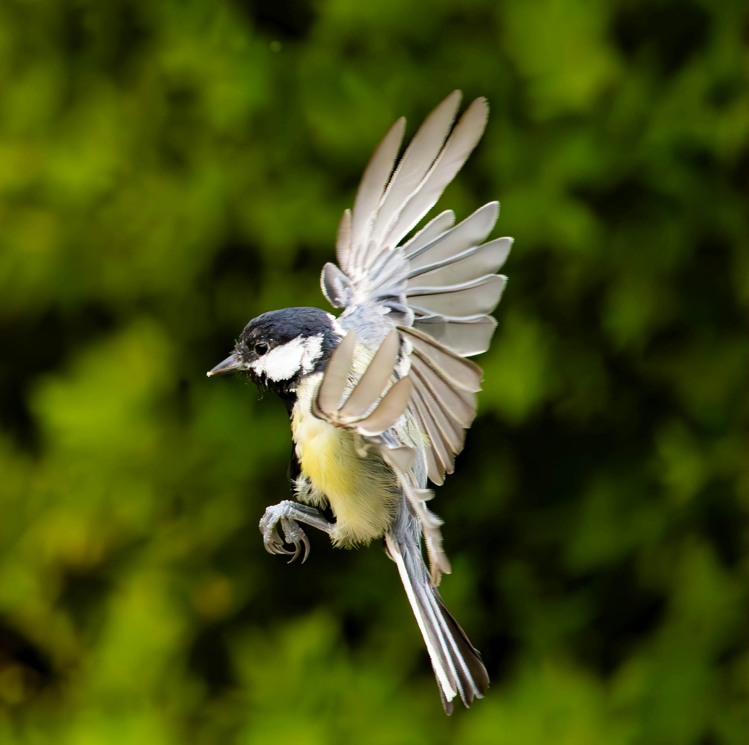 A small bird is flying in the air photo – Free Animal Image on Unsplash