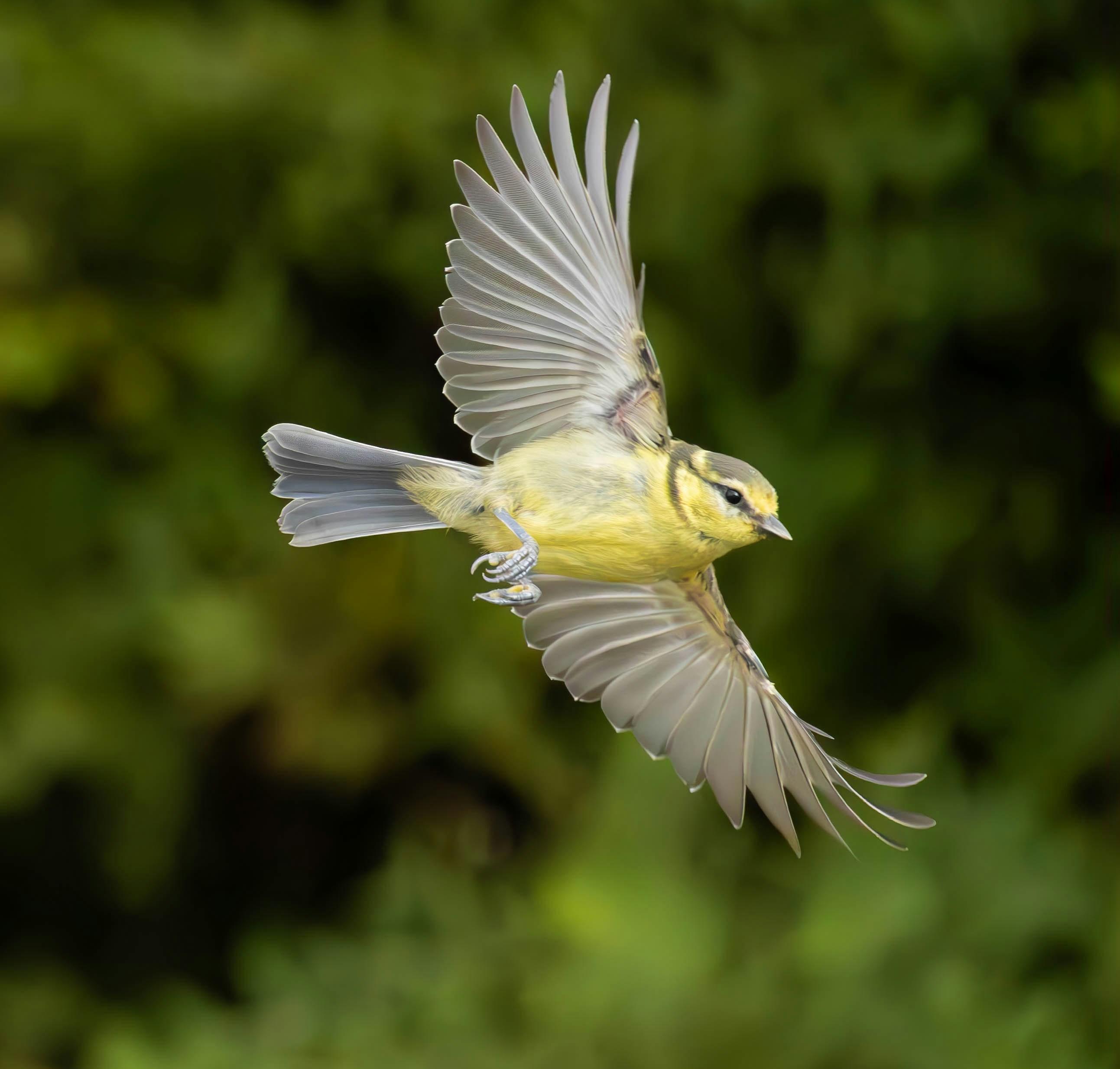 A bird flying through the air with its wings spread photo – Free Flying ...