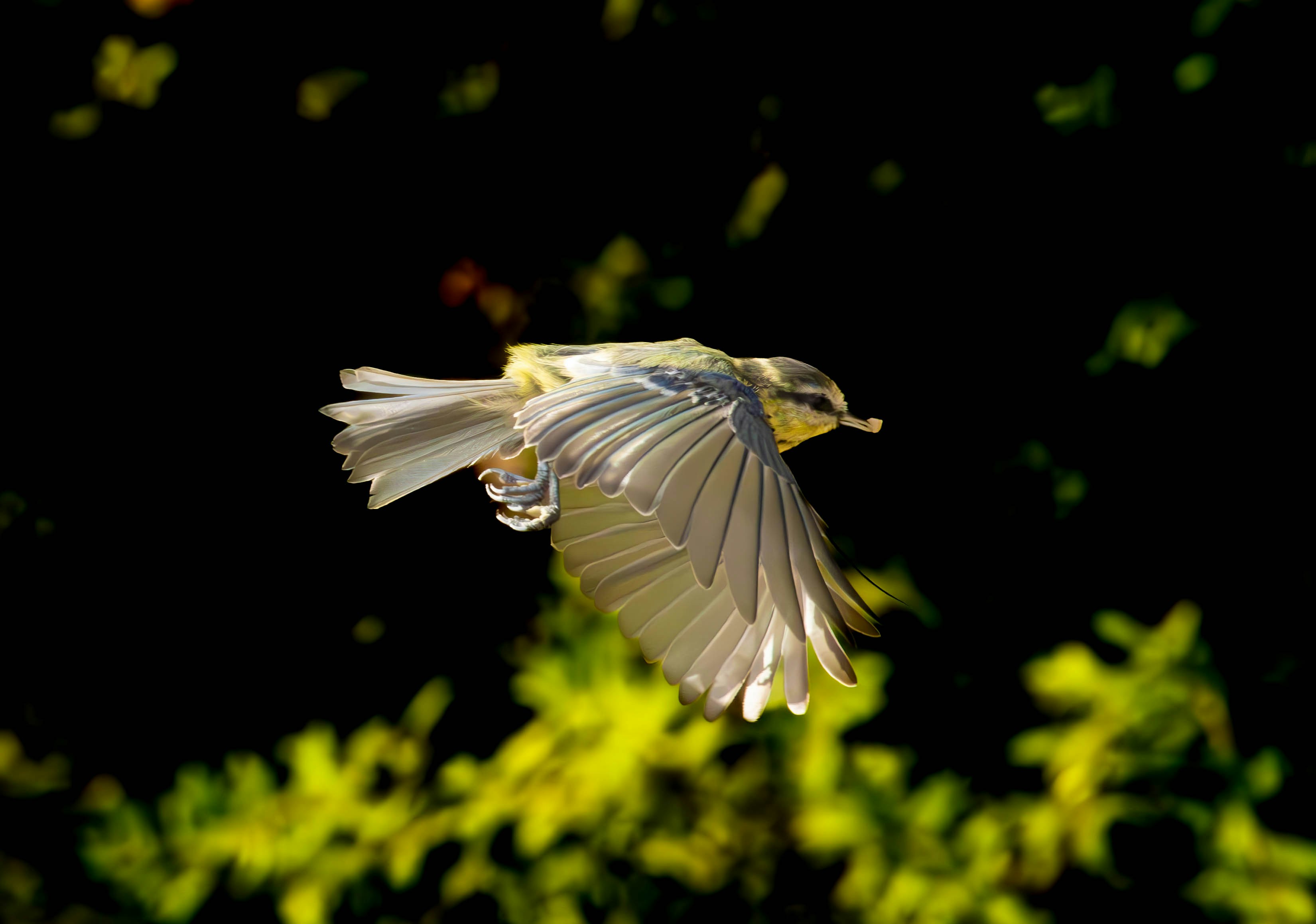 Aerial Acrobatics: The Flight of the Feathered Forager