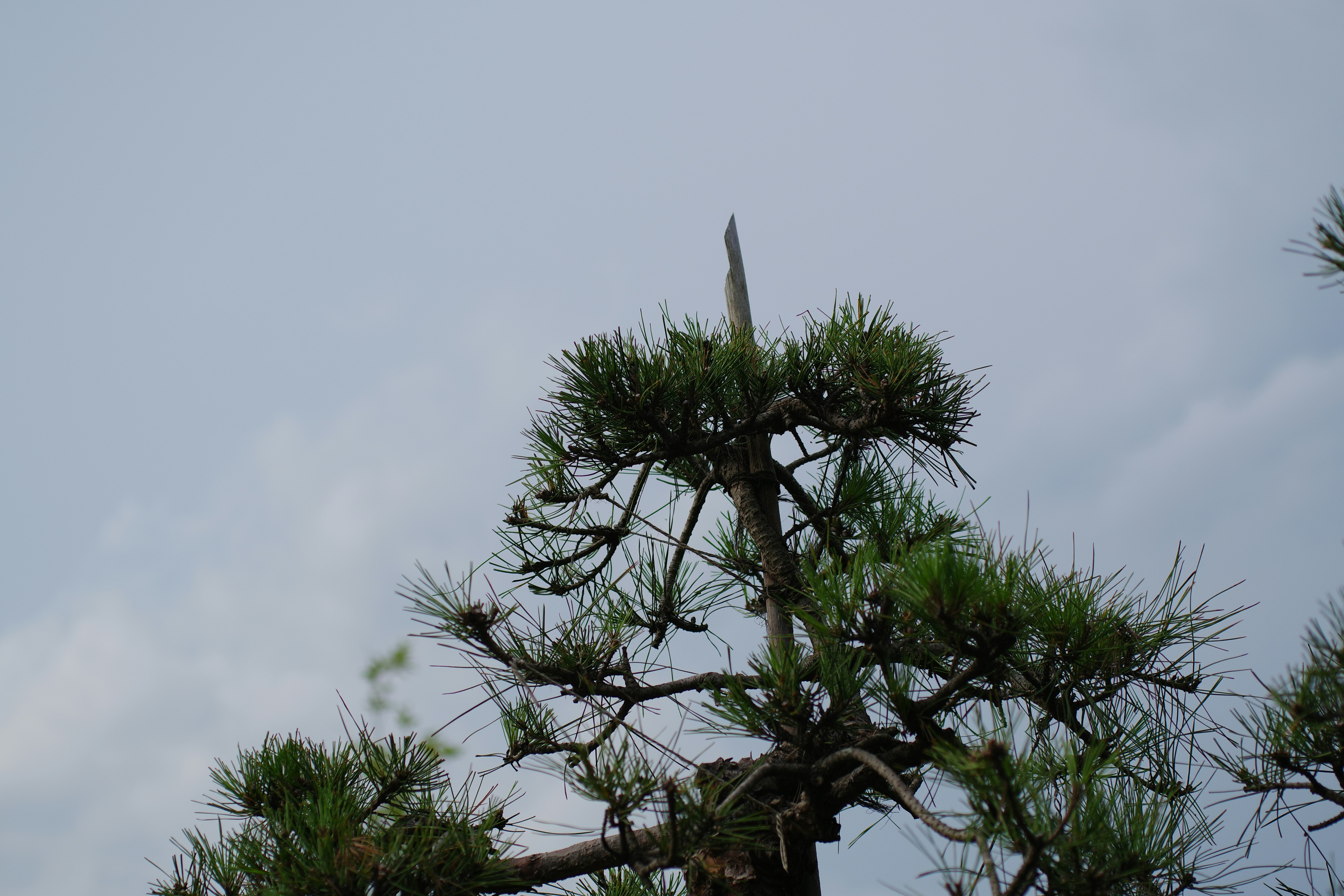 Spear-Topped Pine Reaching Toward a Windy Sky