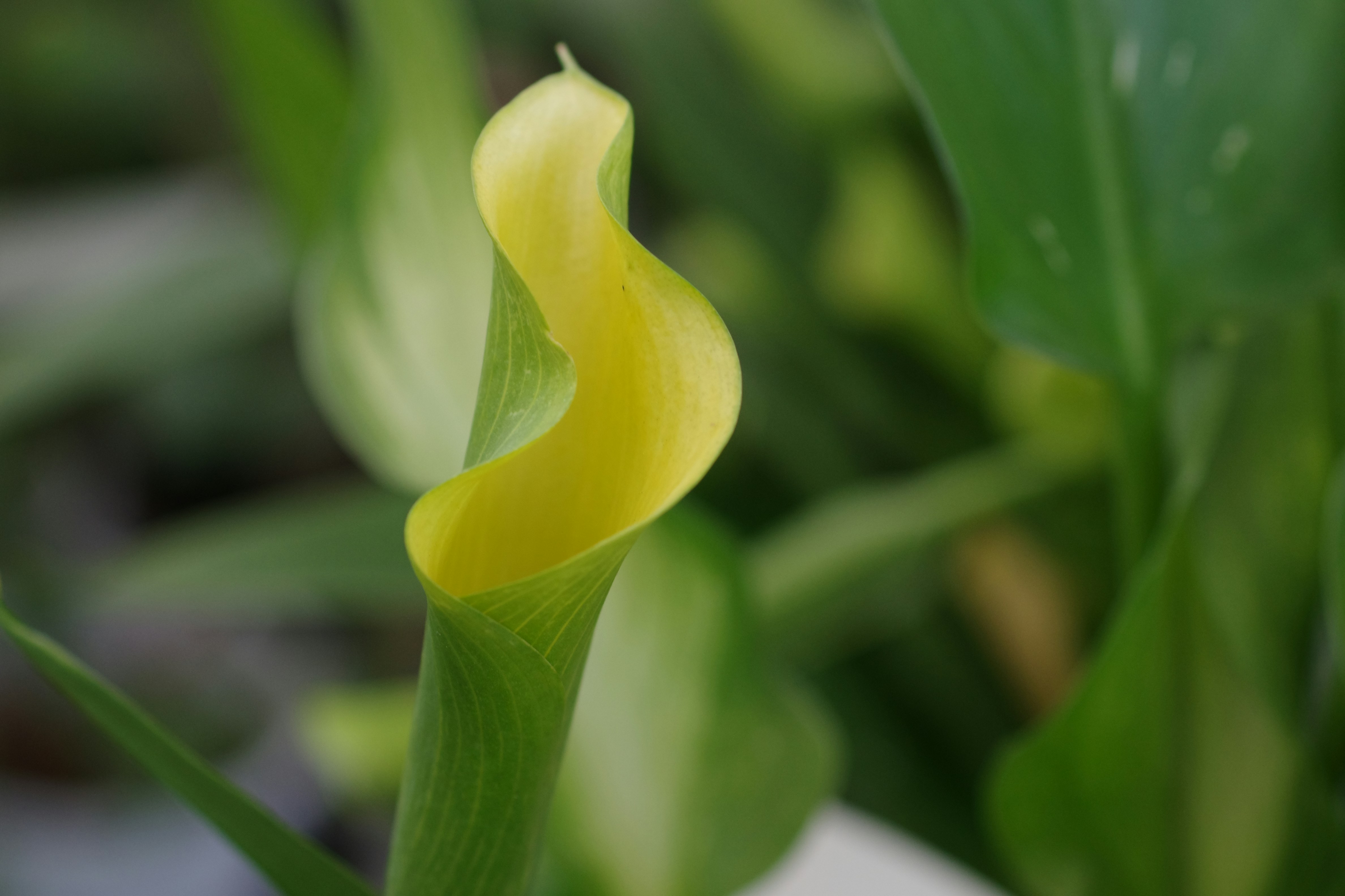 Spiral Yellow Leaf in a Sea of Green