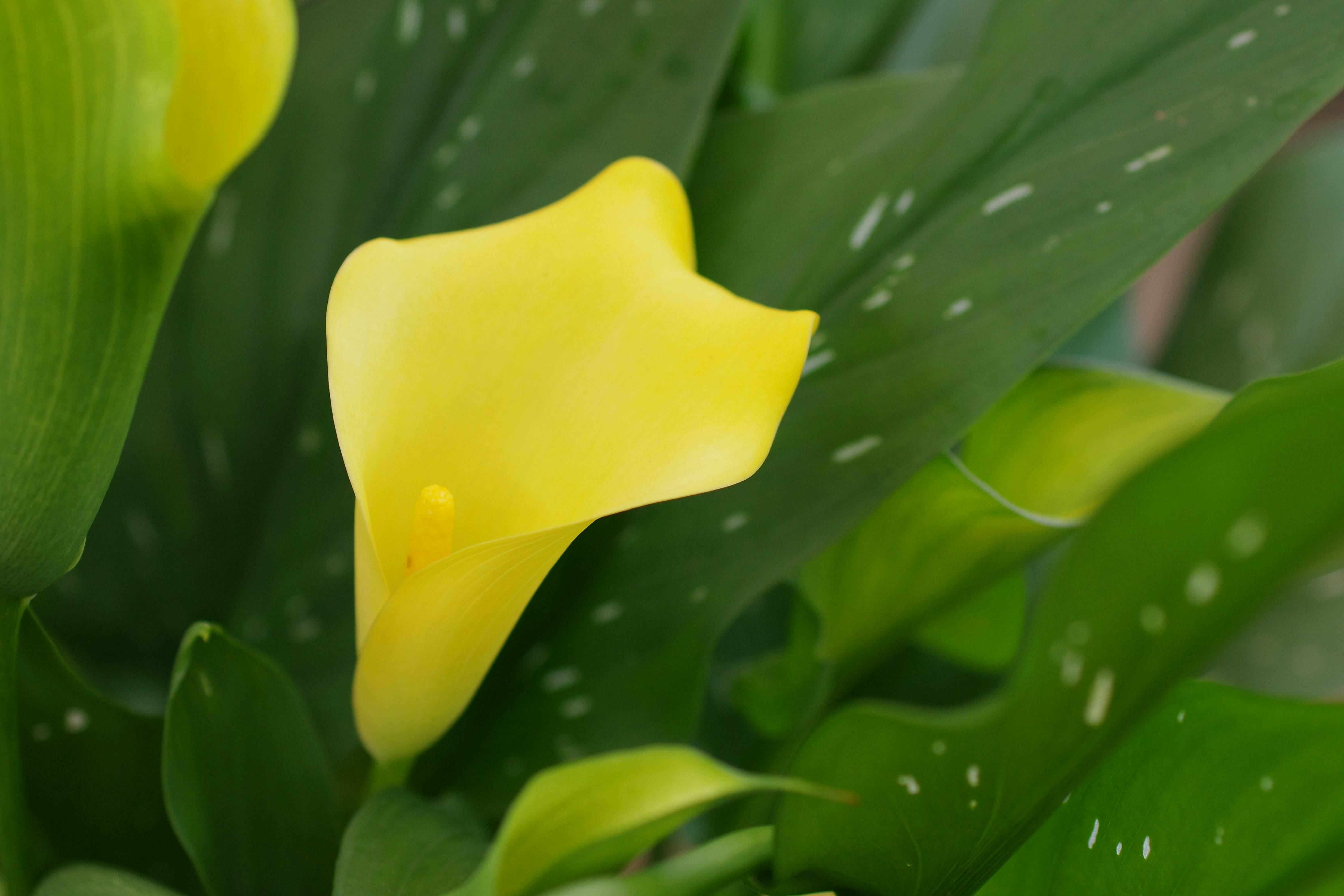 Trumpet of Gold in a Velvet Green Bed