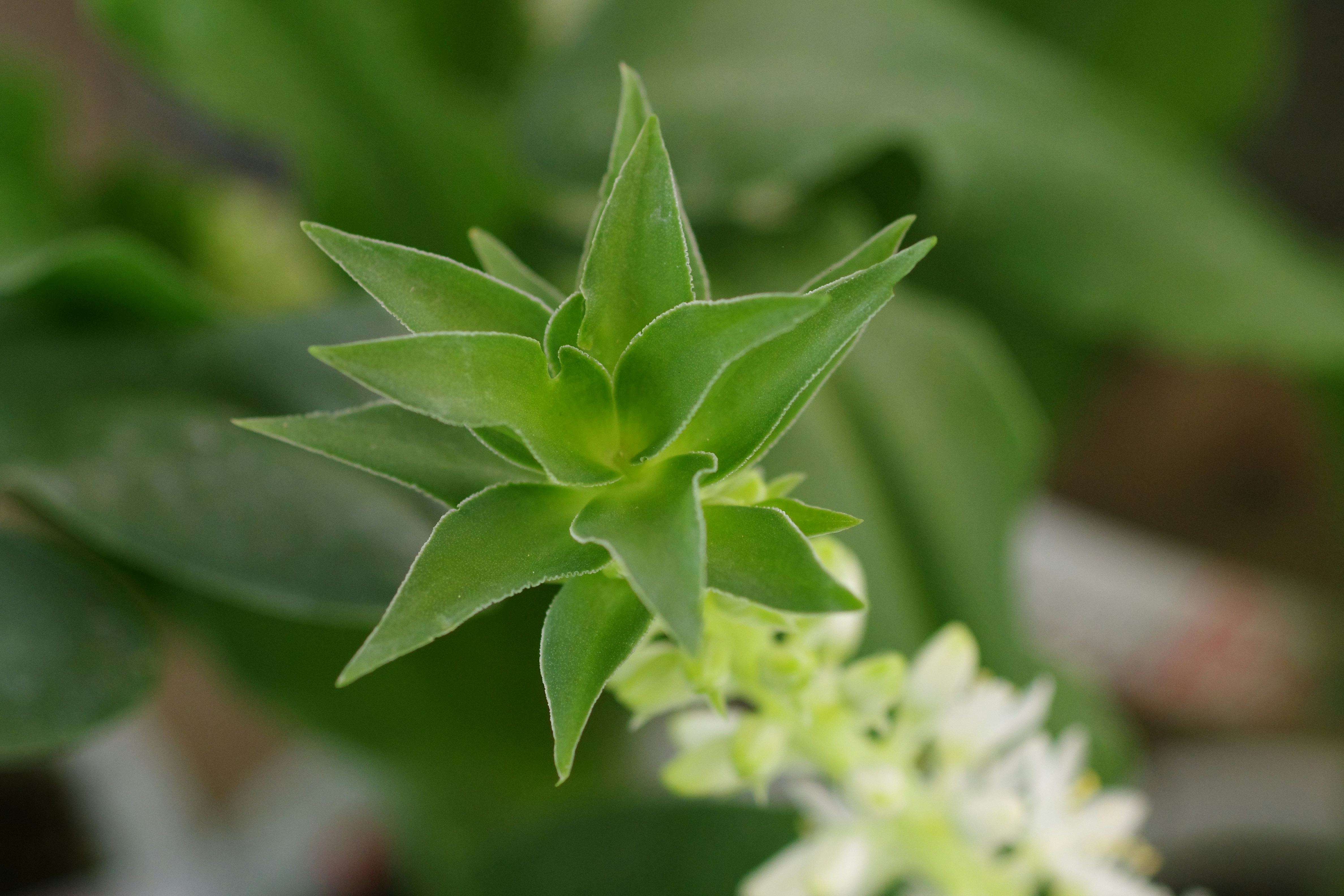 Emerald Starburst: Close-Up on a Lime-Green Rosette Amid Soft Garden Blur