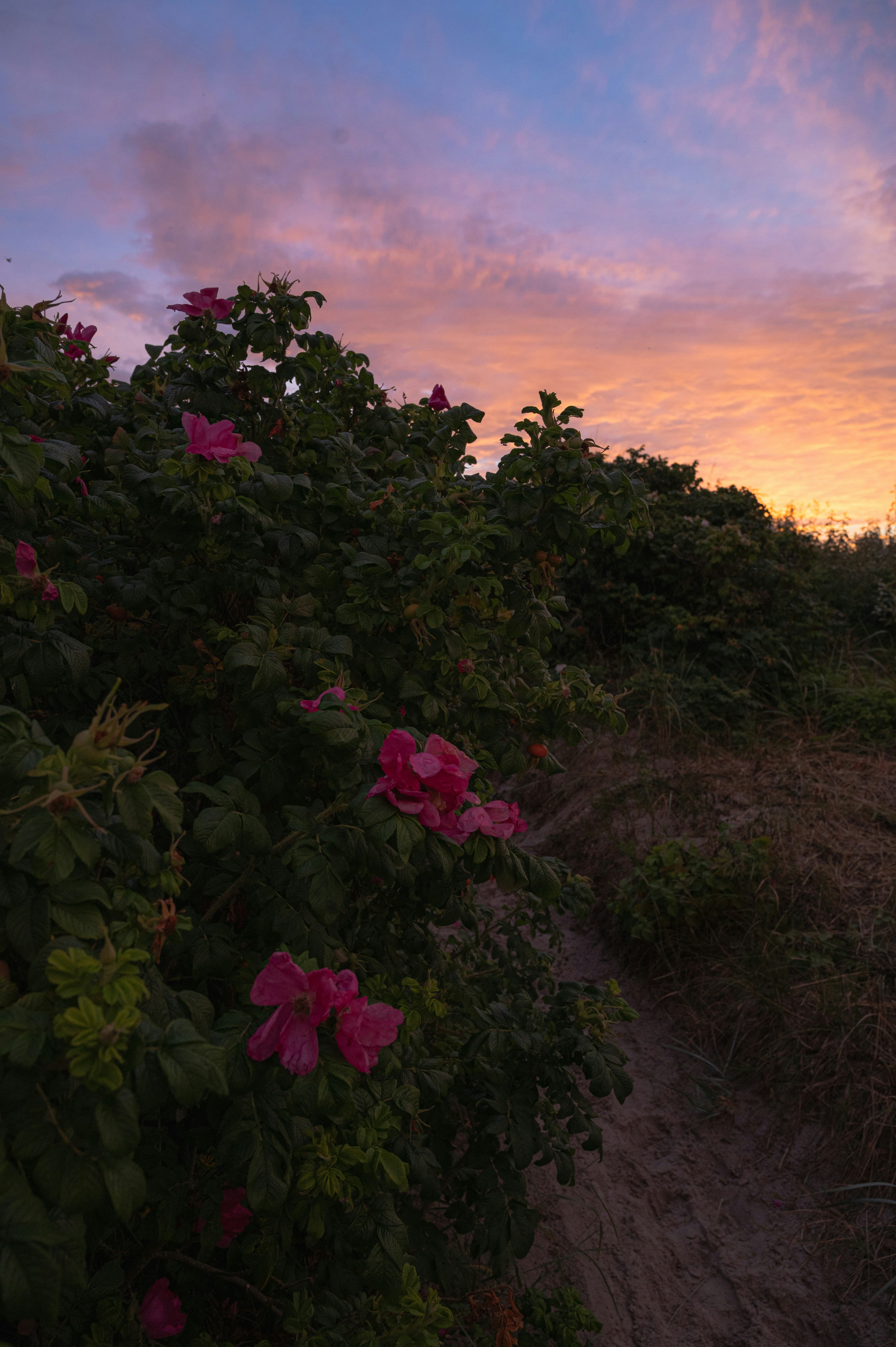 Sunset Rose: A Quiet Hedge bathed in Dusk