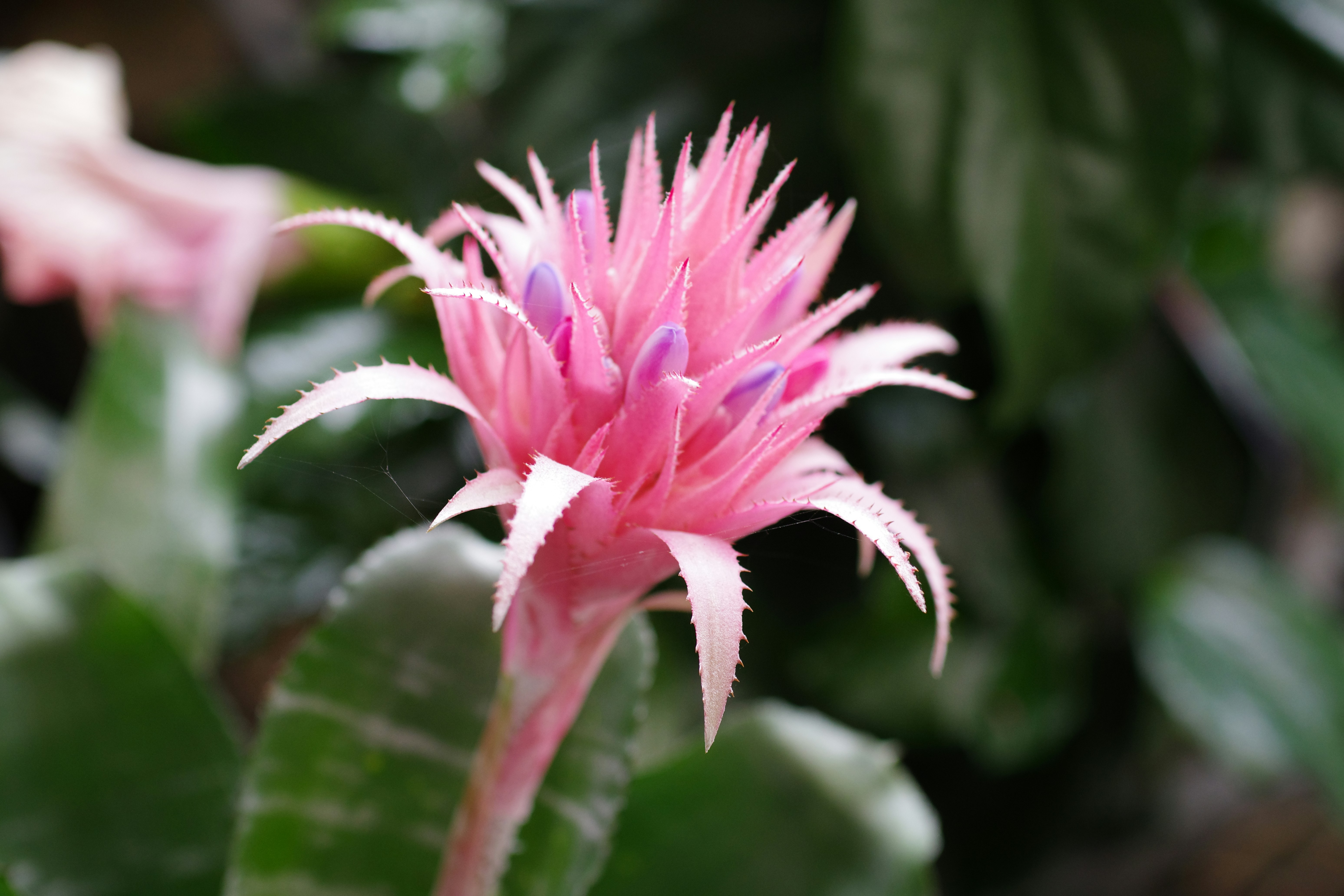 Starburst Pink Guzmania Crown Against Quiet Foliage