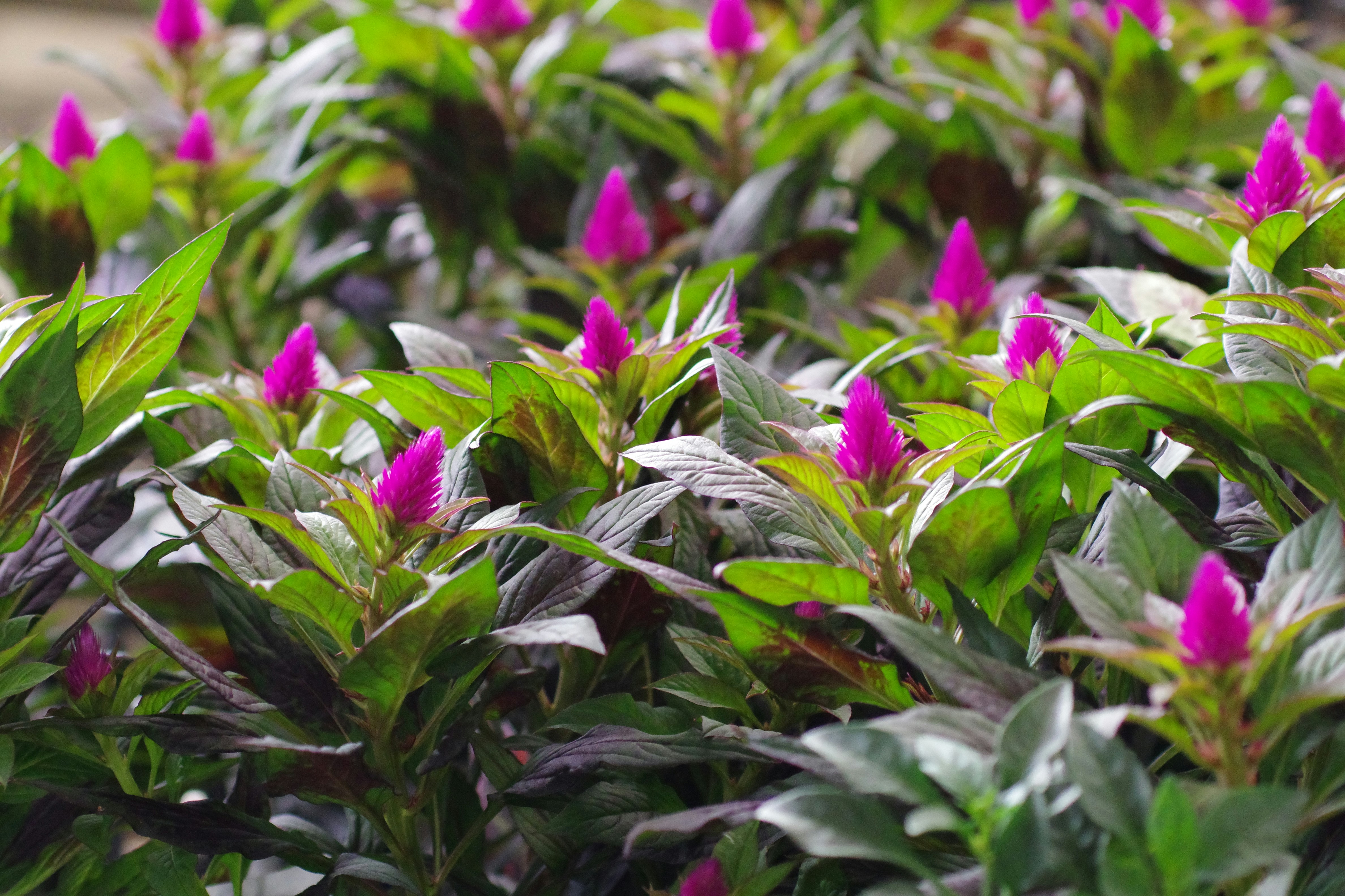 Pink-tipped Buds Amid Glossy Green Leaves