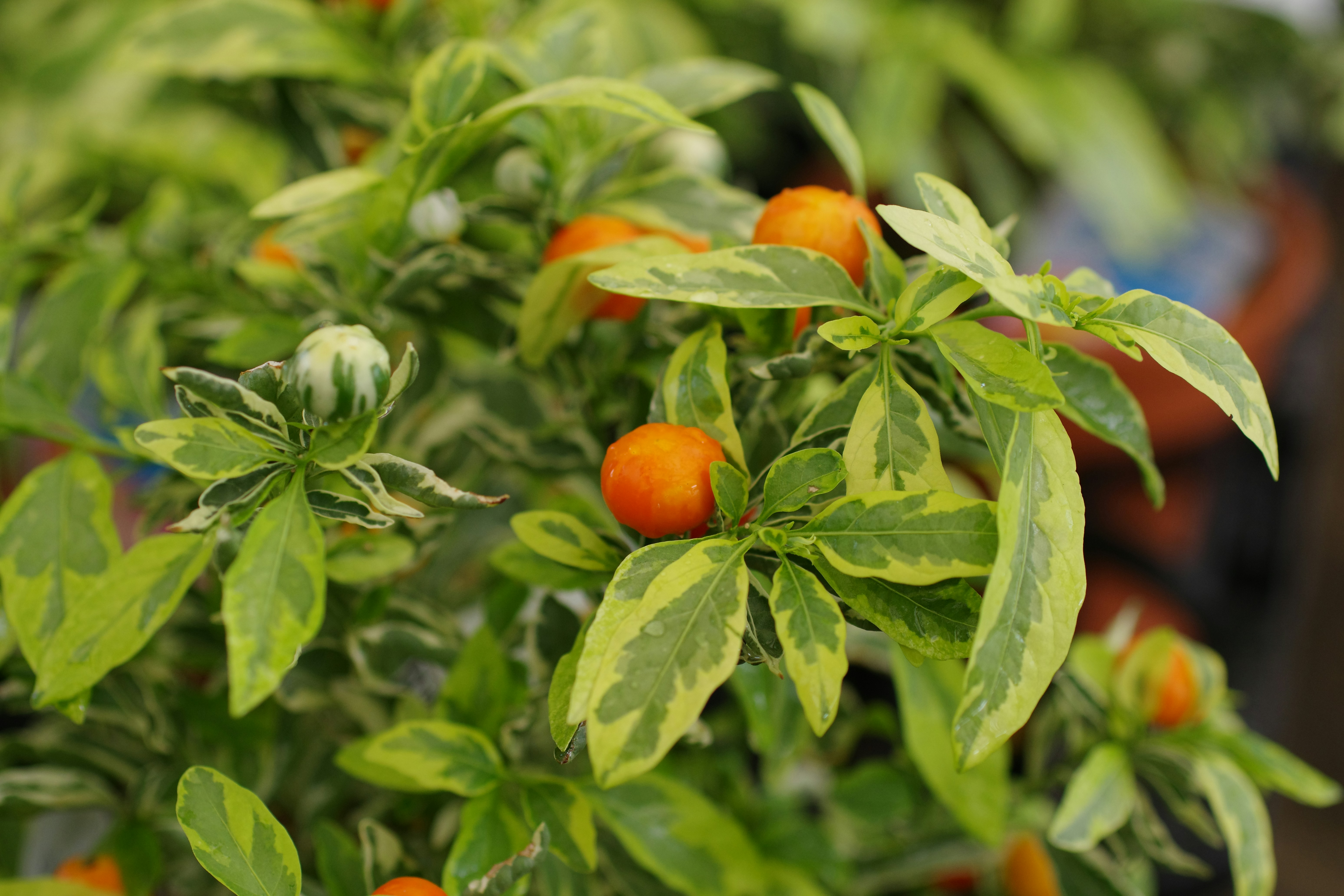 A close up of a bush with oranges growing on it photo – Free 都市 Image ...