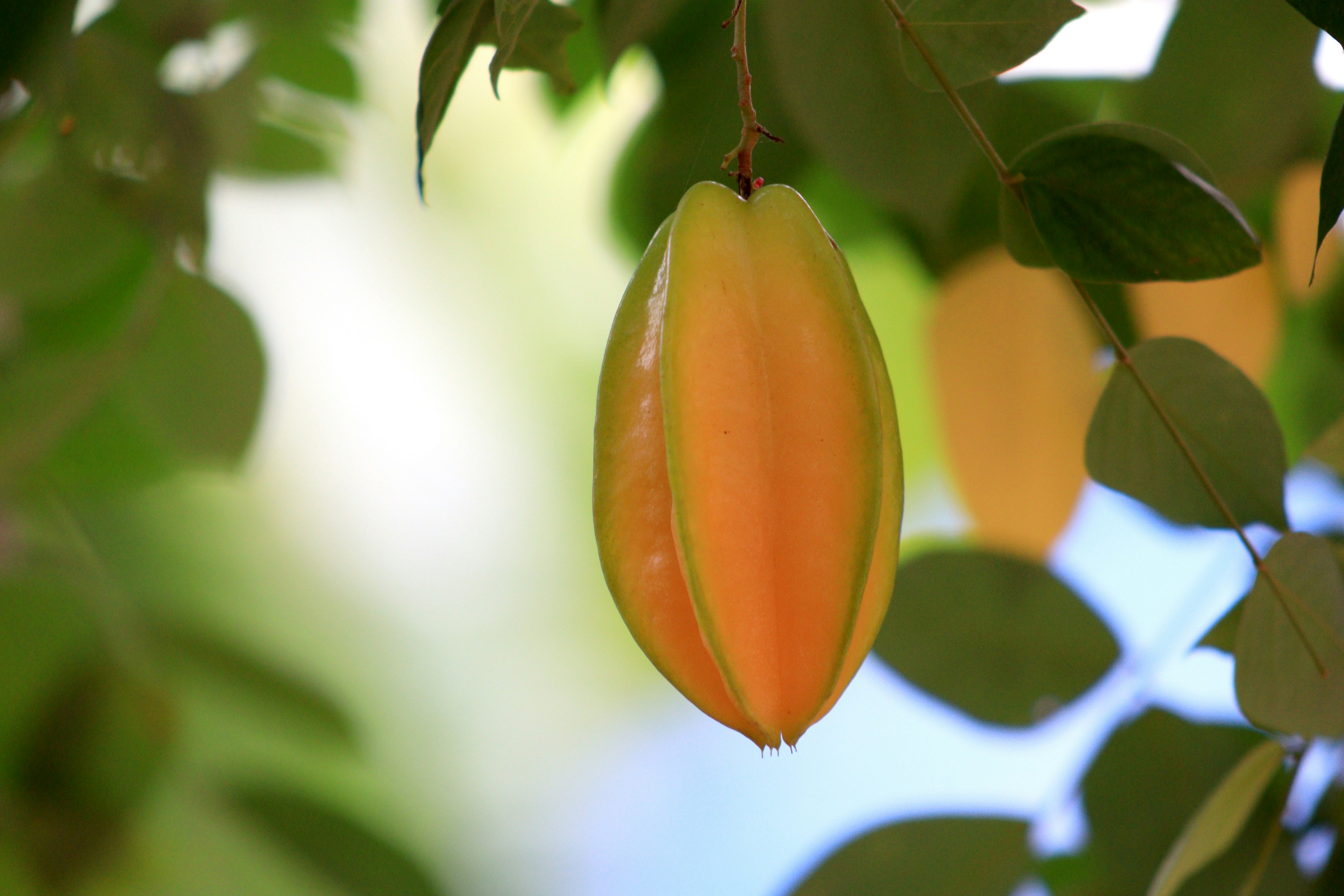 Orange-paired Carillon: A Papaya-like Fruit in Focus