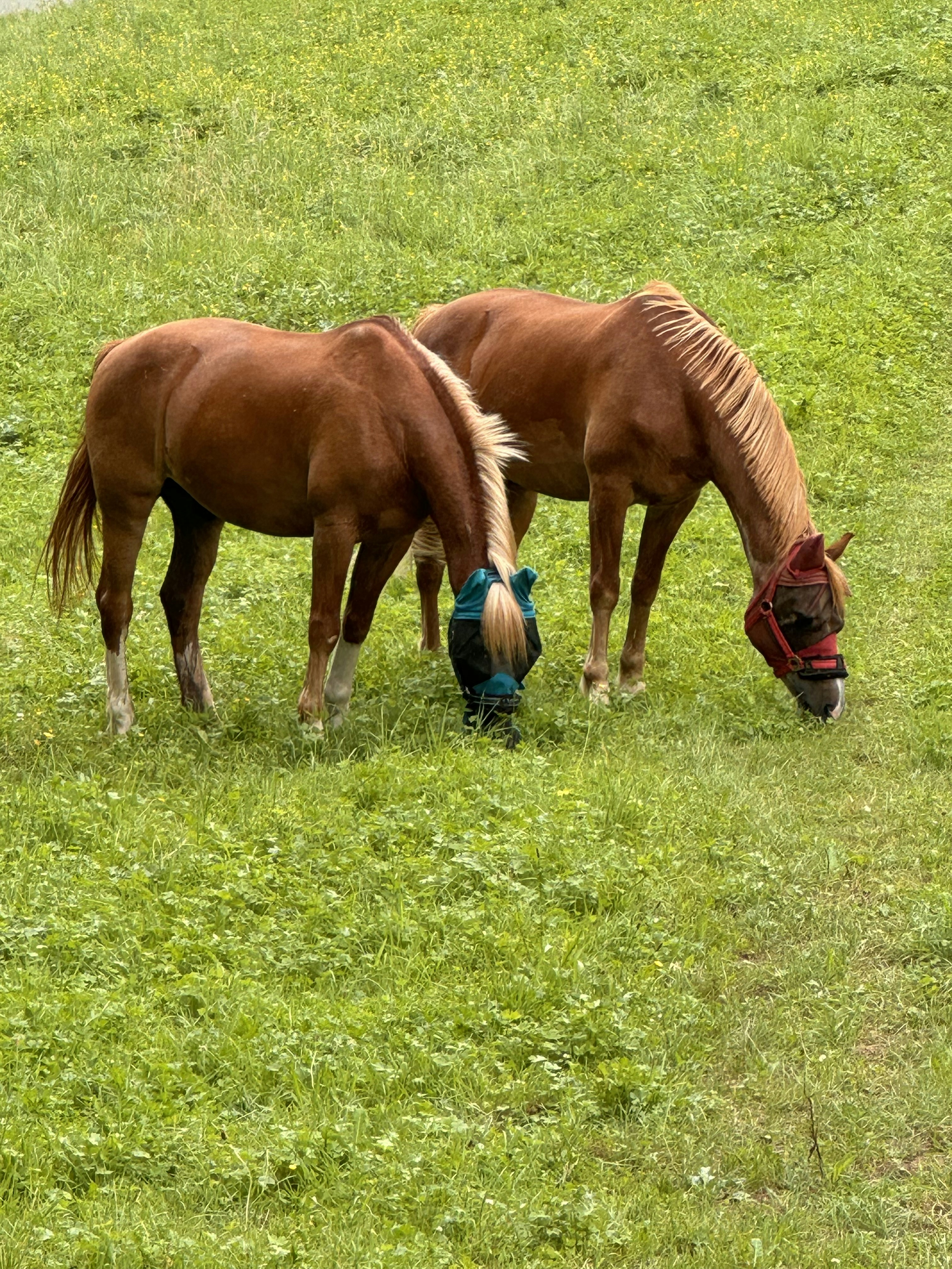 Two horses are eating grass in a field