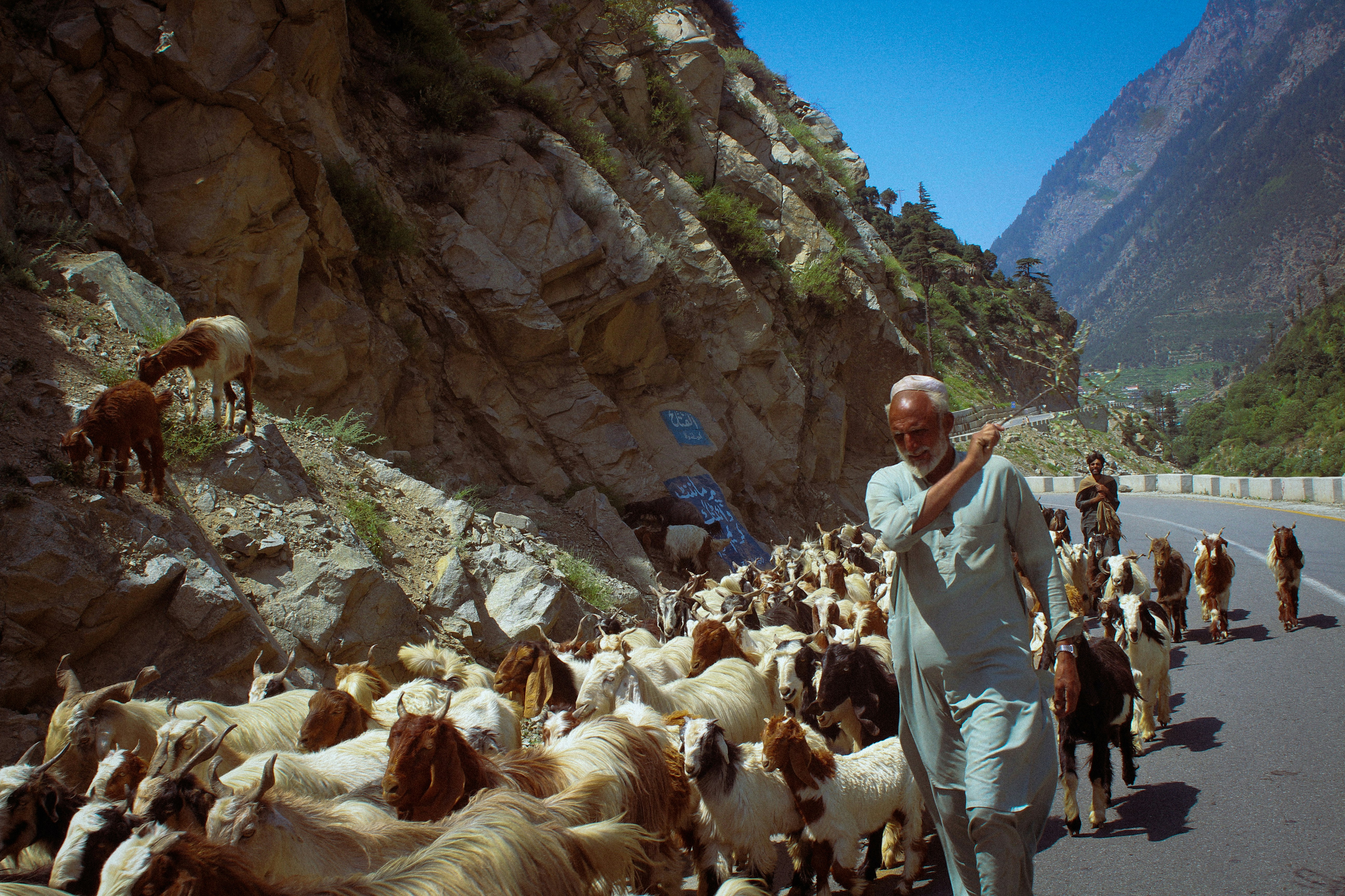 A shepherd guiding a flock of goats along a winding mountain road, surrounded by rocky cliffs and lush greenery.