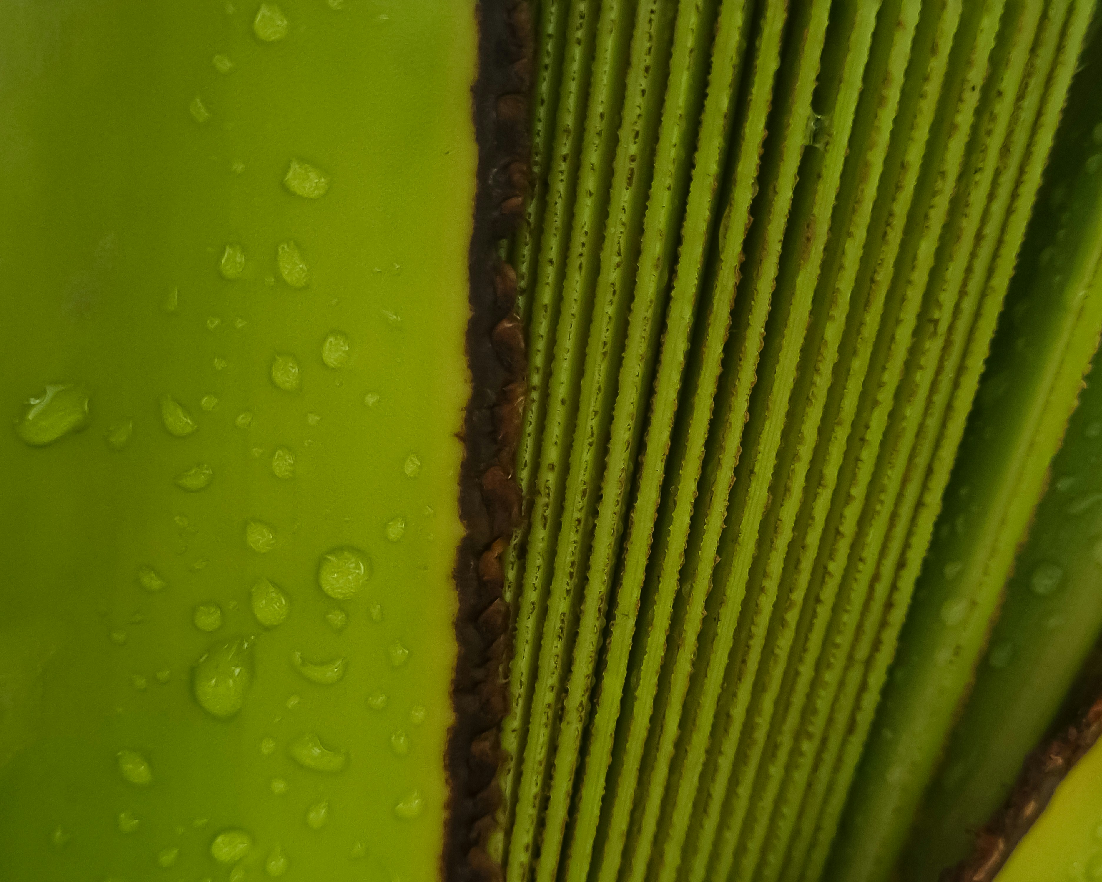 Macro Moment: A Leaf’s Web of Veins and Dew