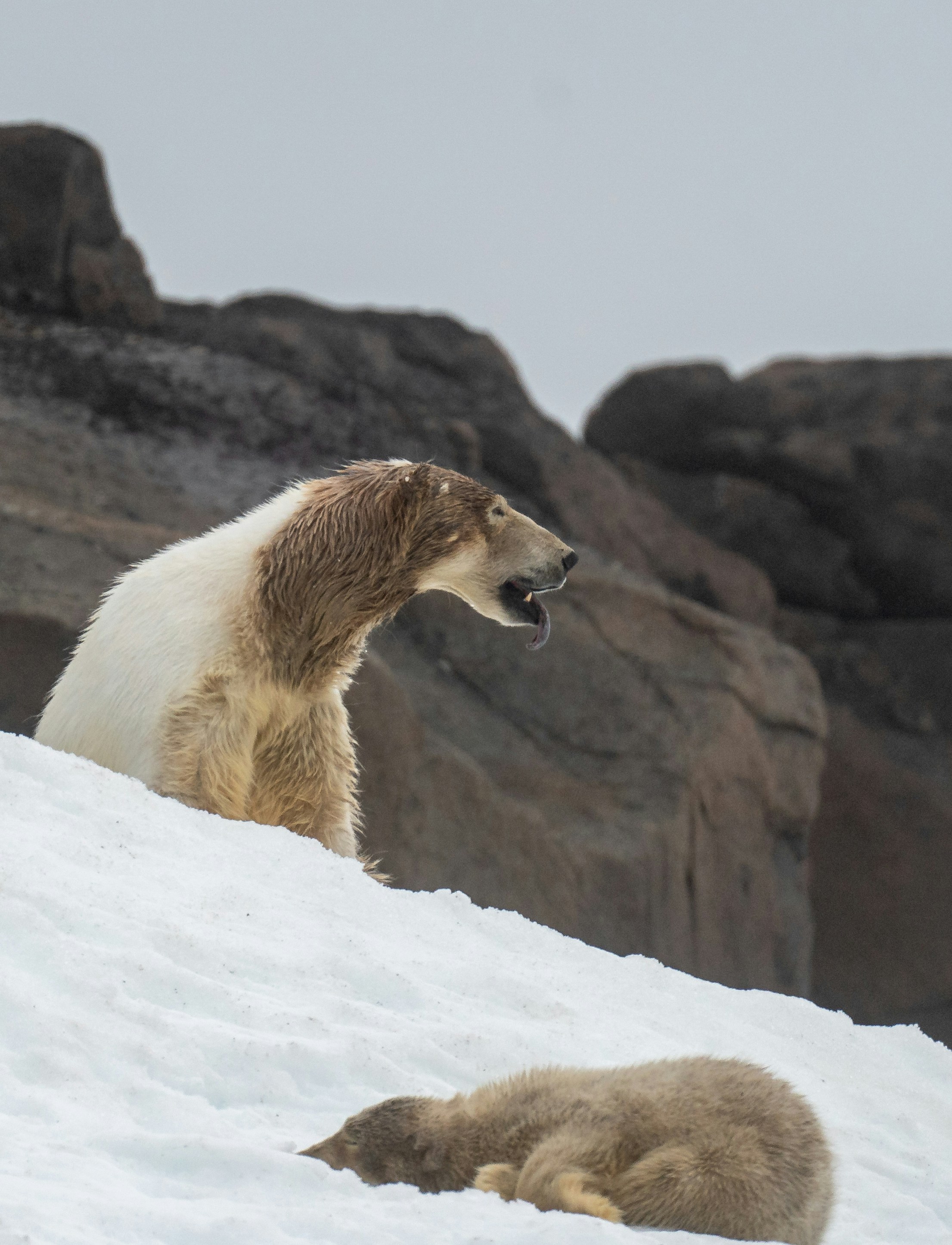 Call on the Ice: A Polar Bear Guards a Dozing Cub