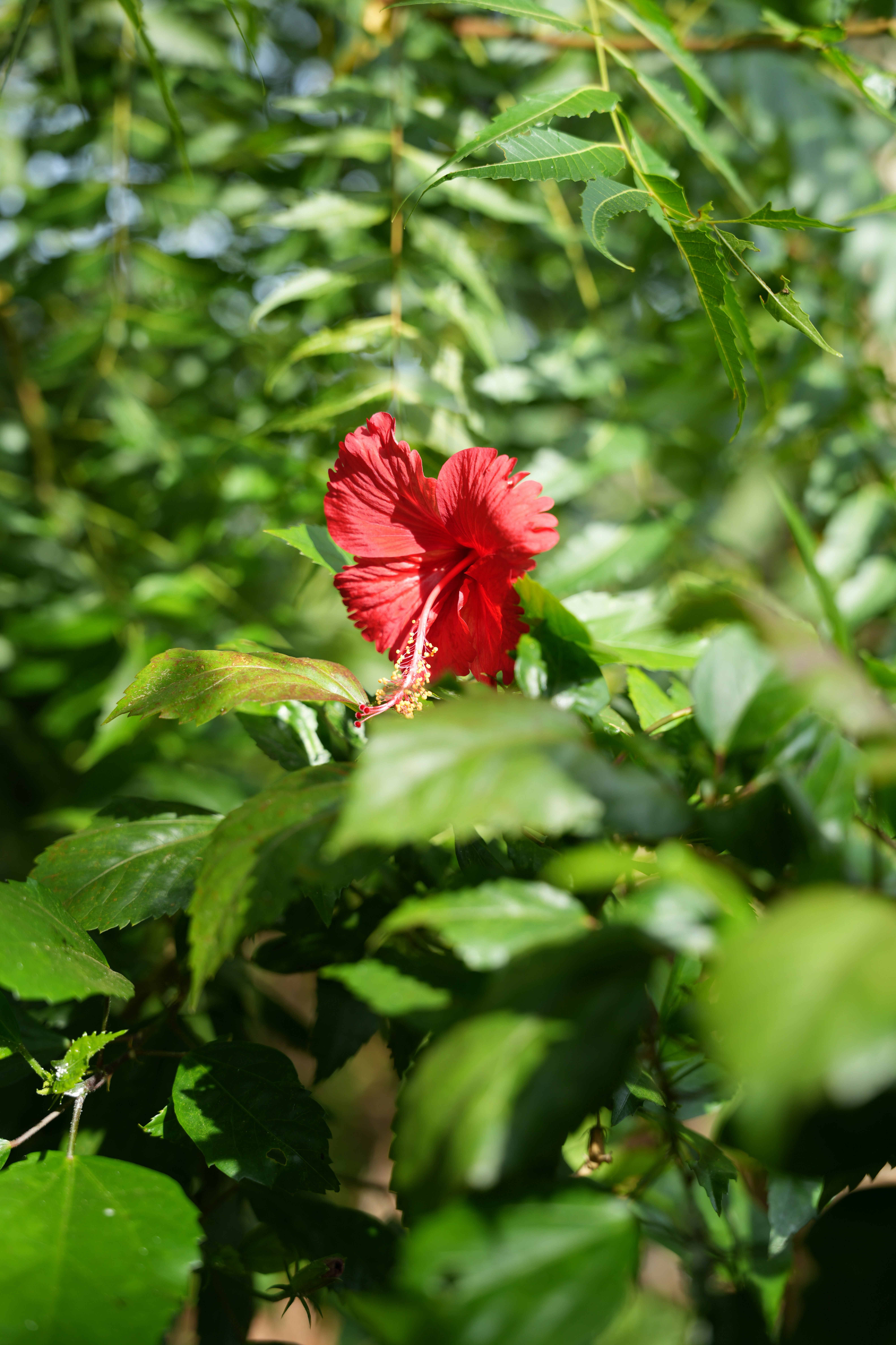 A vibrant red hibiscus flower stands out against a backdrop of dense green leaves, showcasing nature's vivid colors and textures.