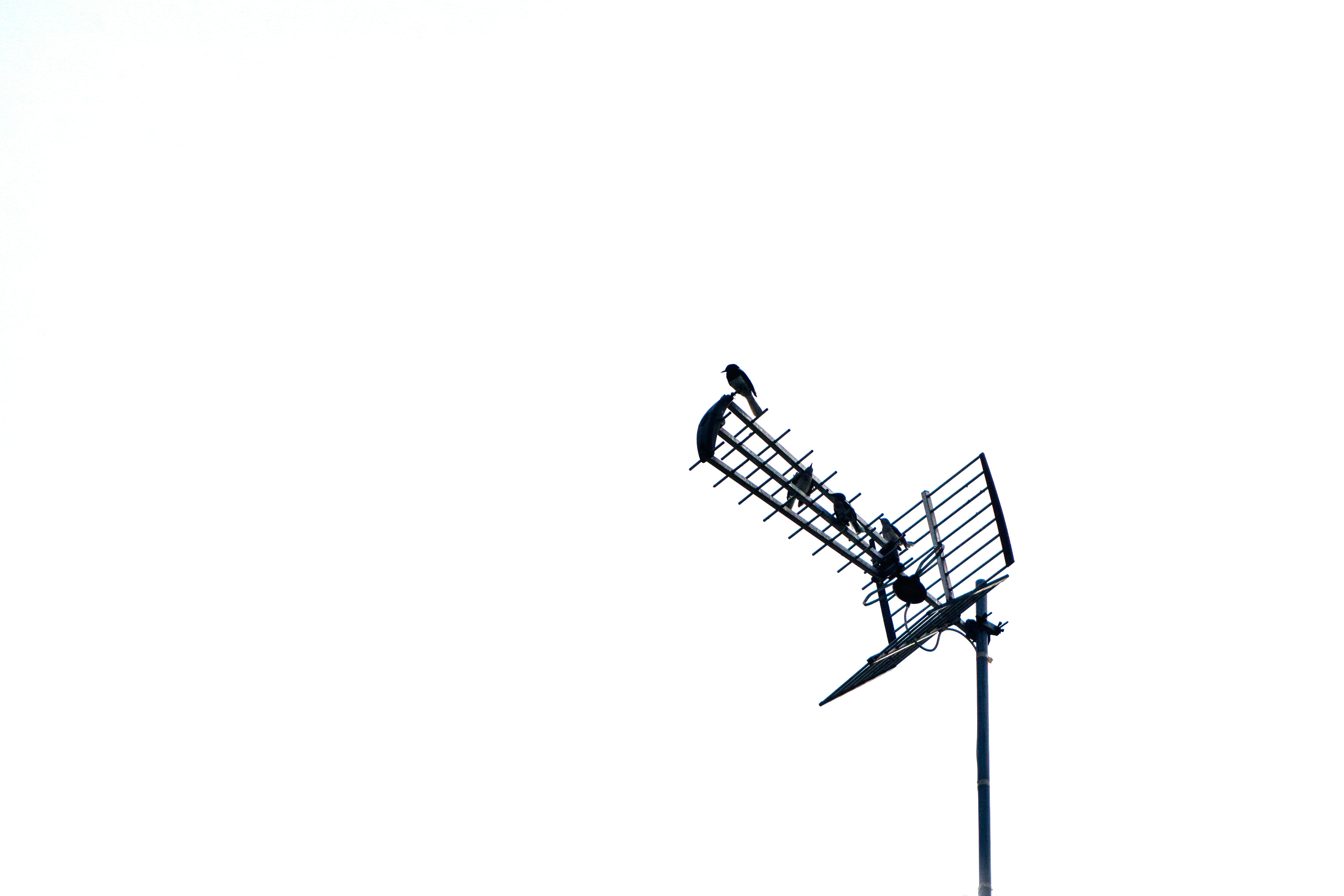 Silent Sentinels: The Watchful Birds on the Antenna