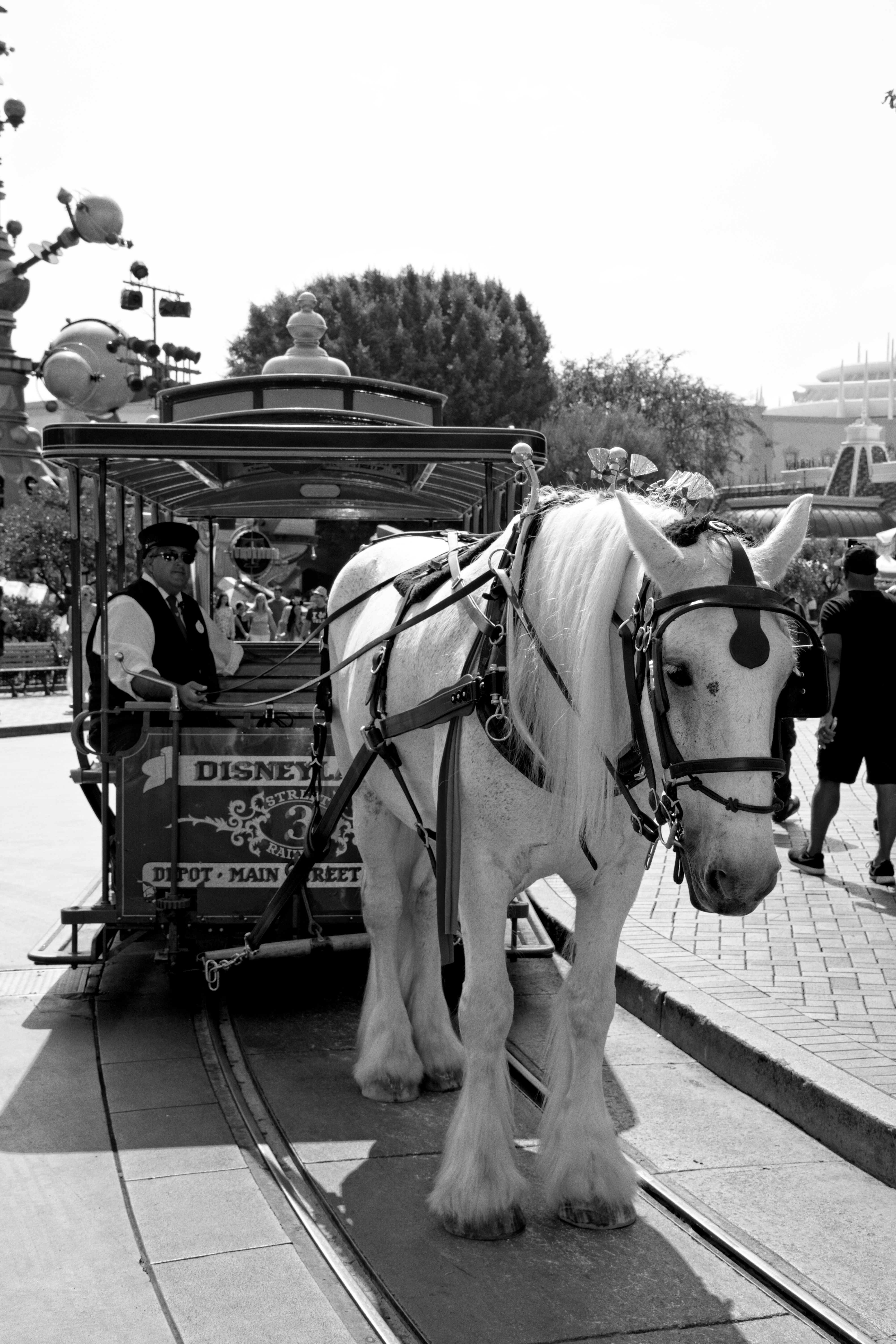 Main Street Mirage: A White Steed Leads the Disney Streetcar
