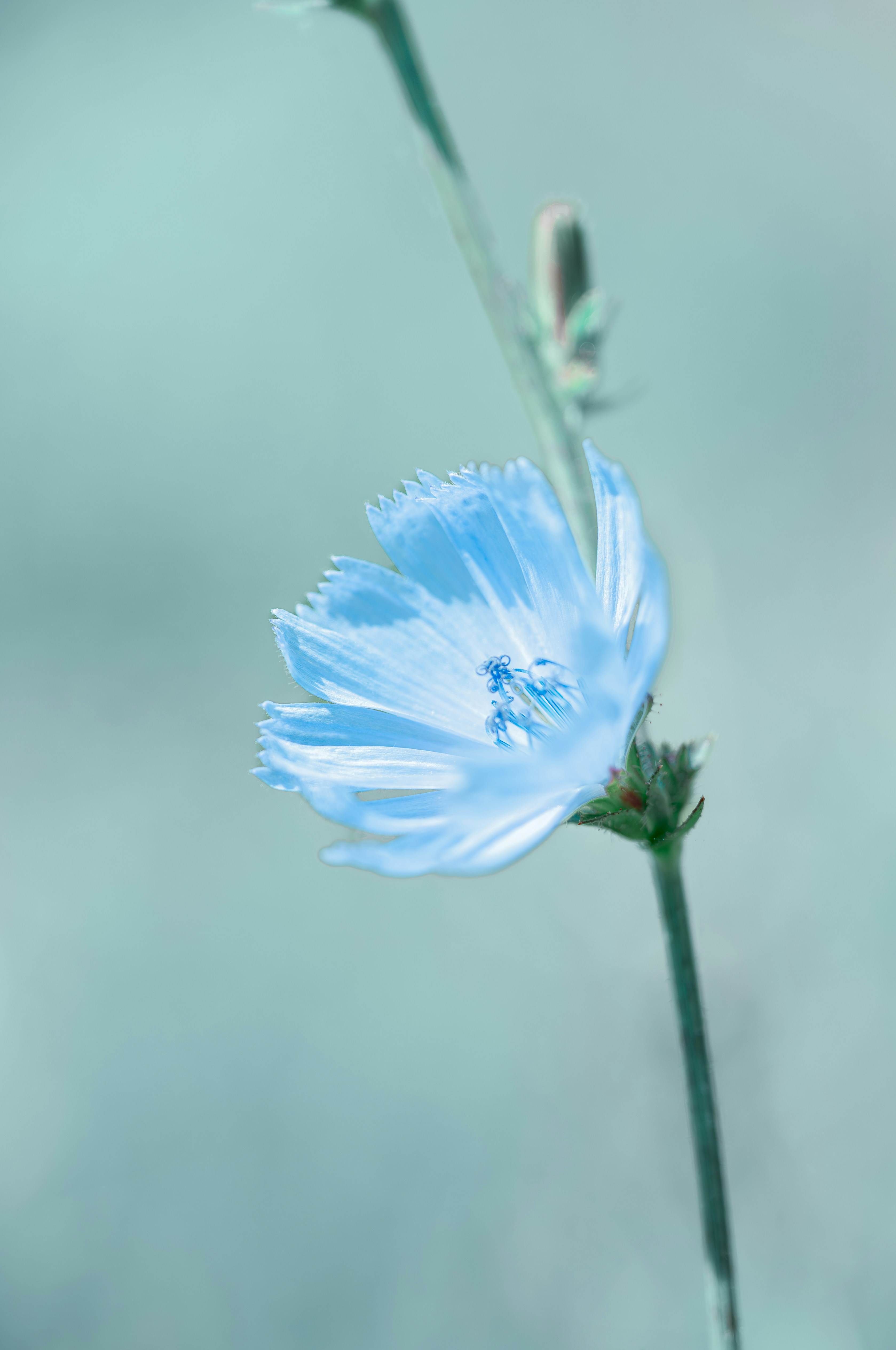 A single blue flower with a blurry background photo – Free Dreamy Image ...