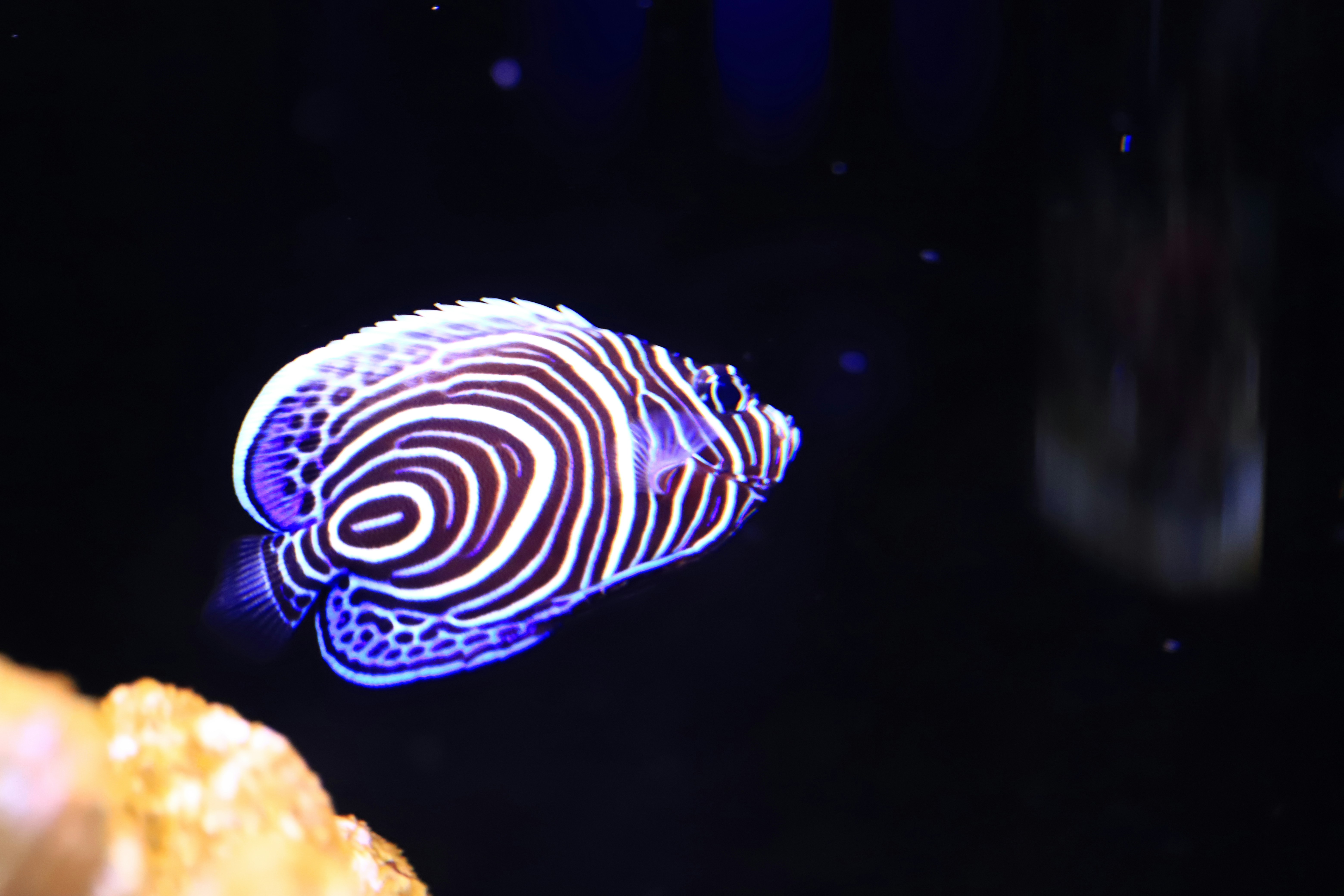Spiral Echo in Neon Blue: A Zebra-patterned Butterflyfish