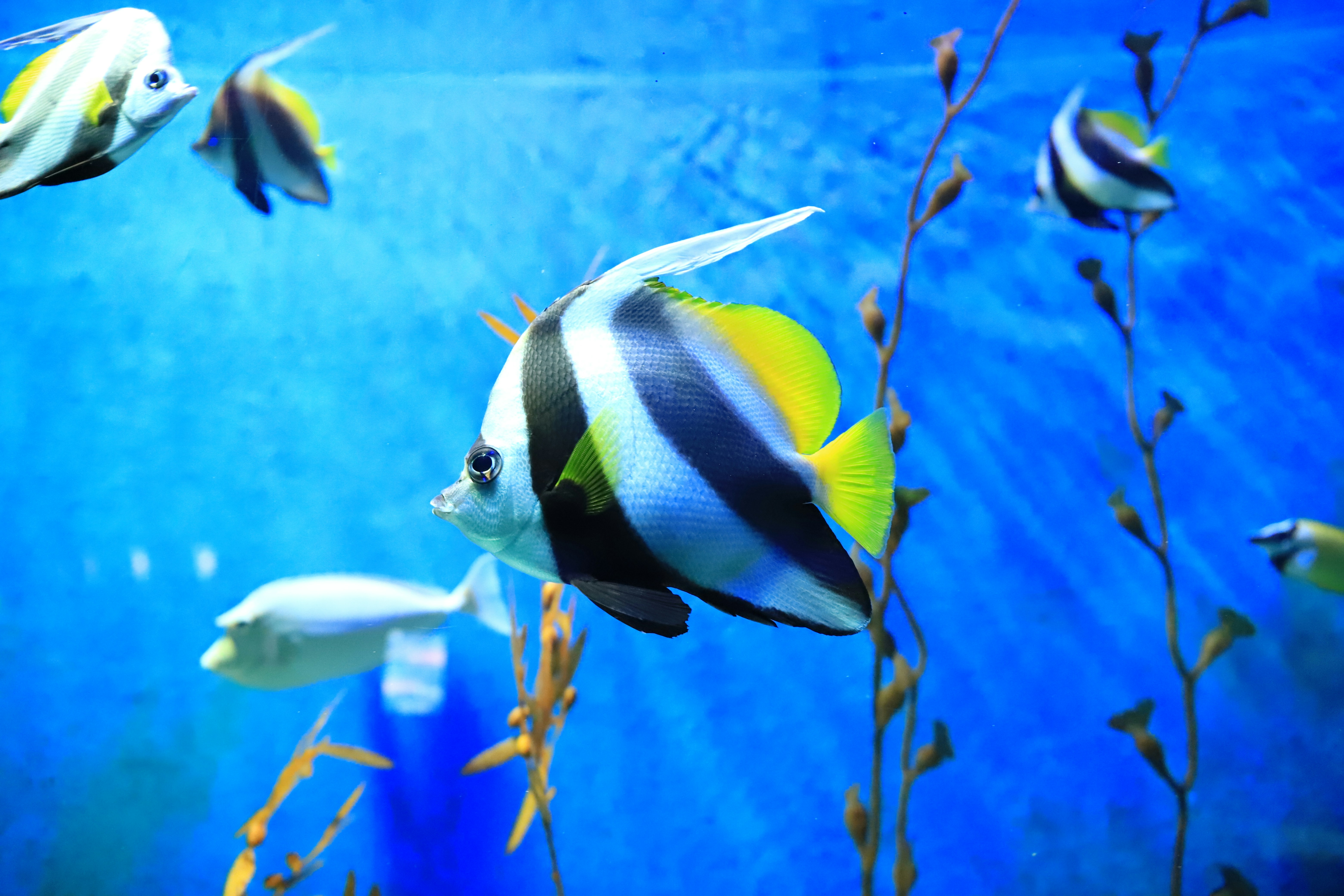 A group of fish swimming in an aquarium photo – Free Sea Image on Unsplash