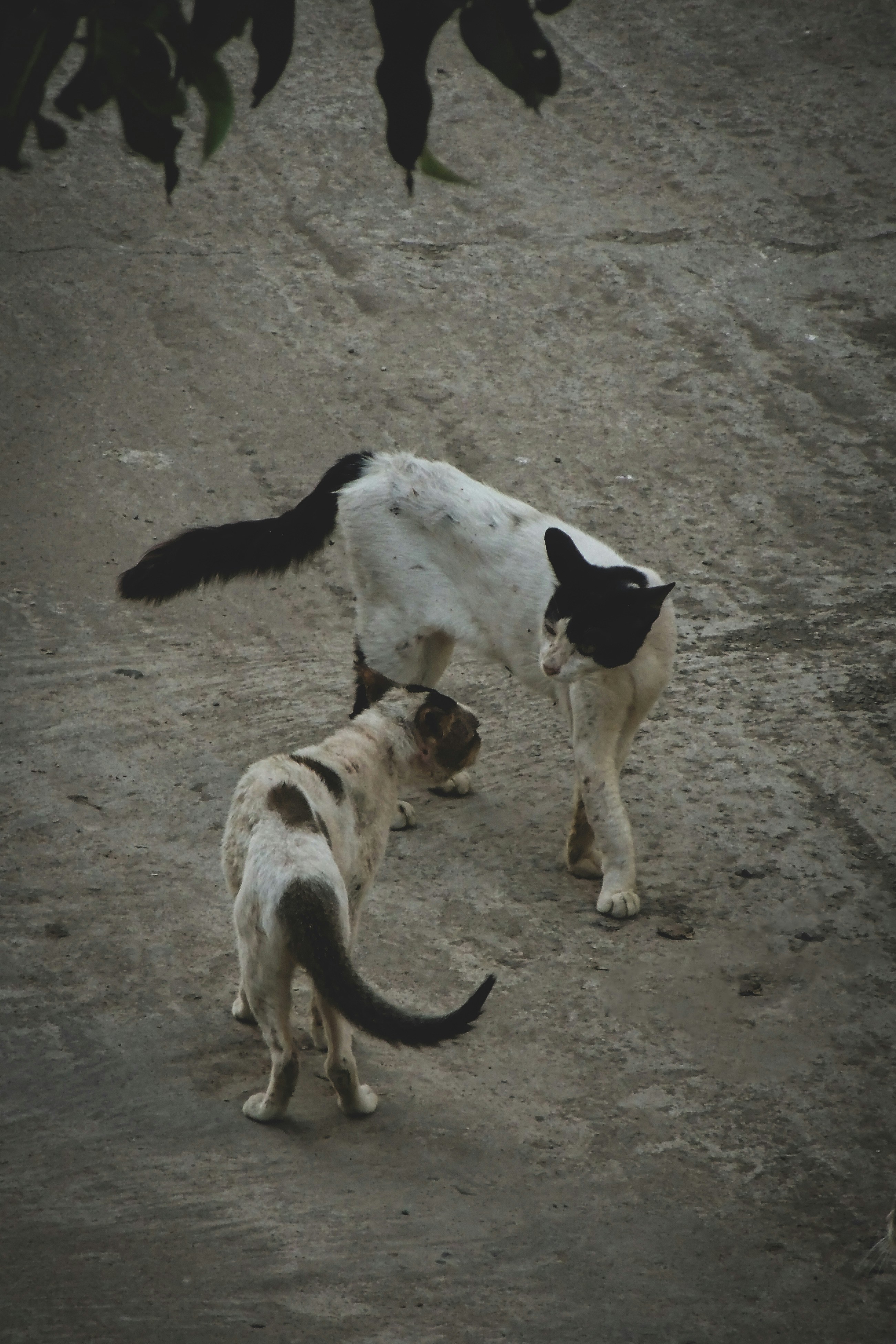Streetside Encounter: Two Cats Pause on a Weathered Concrete Path