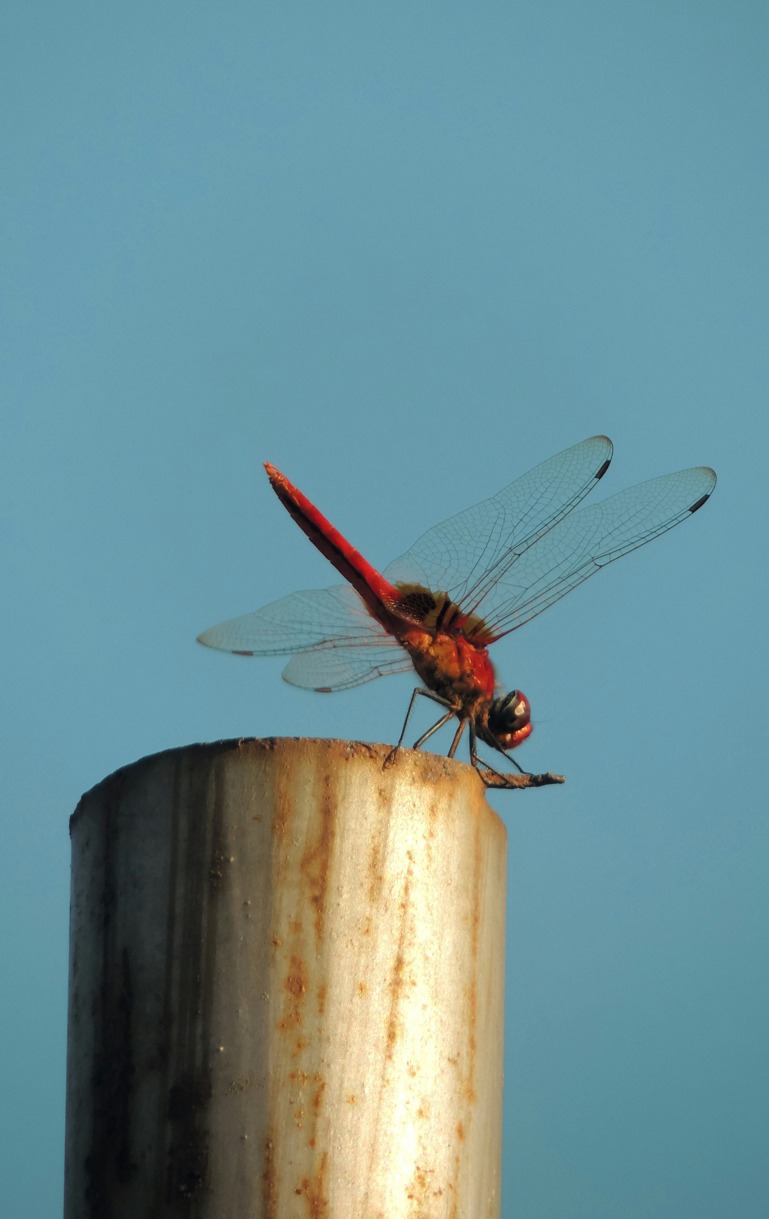 Dragonfly Sentinel: Red Form Above a Weathered Post