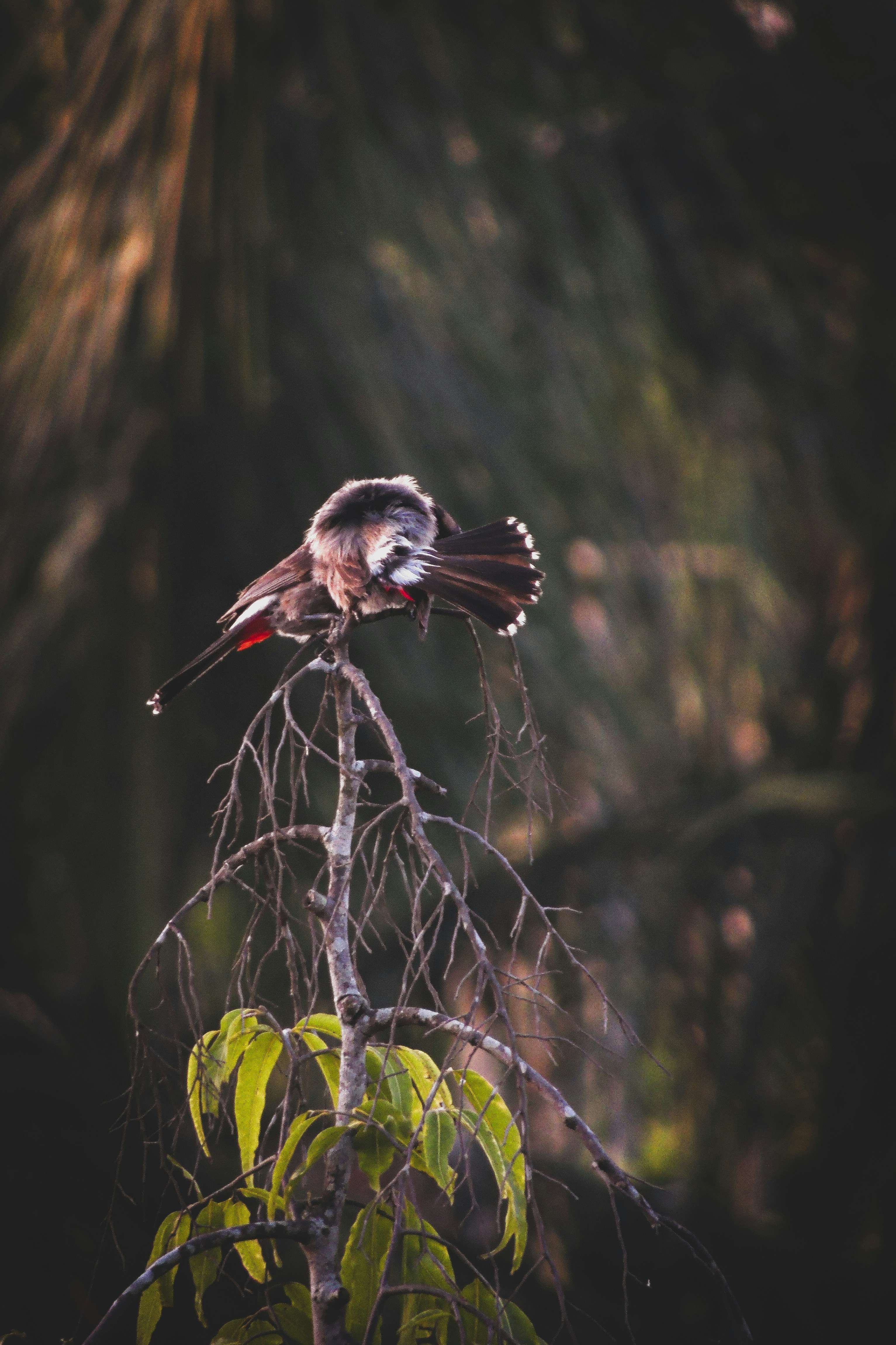 Perched in Silence: A Hummingbird Moth on a Withered Branch