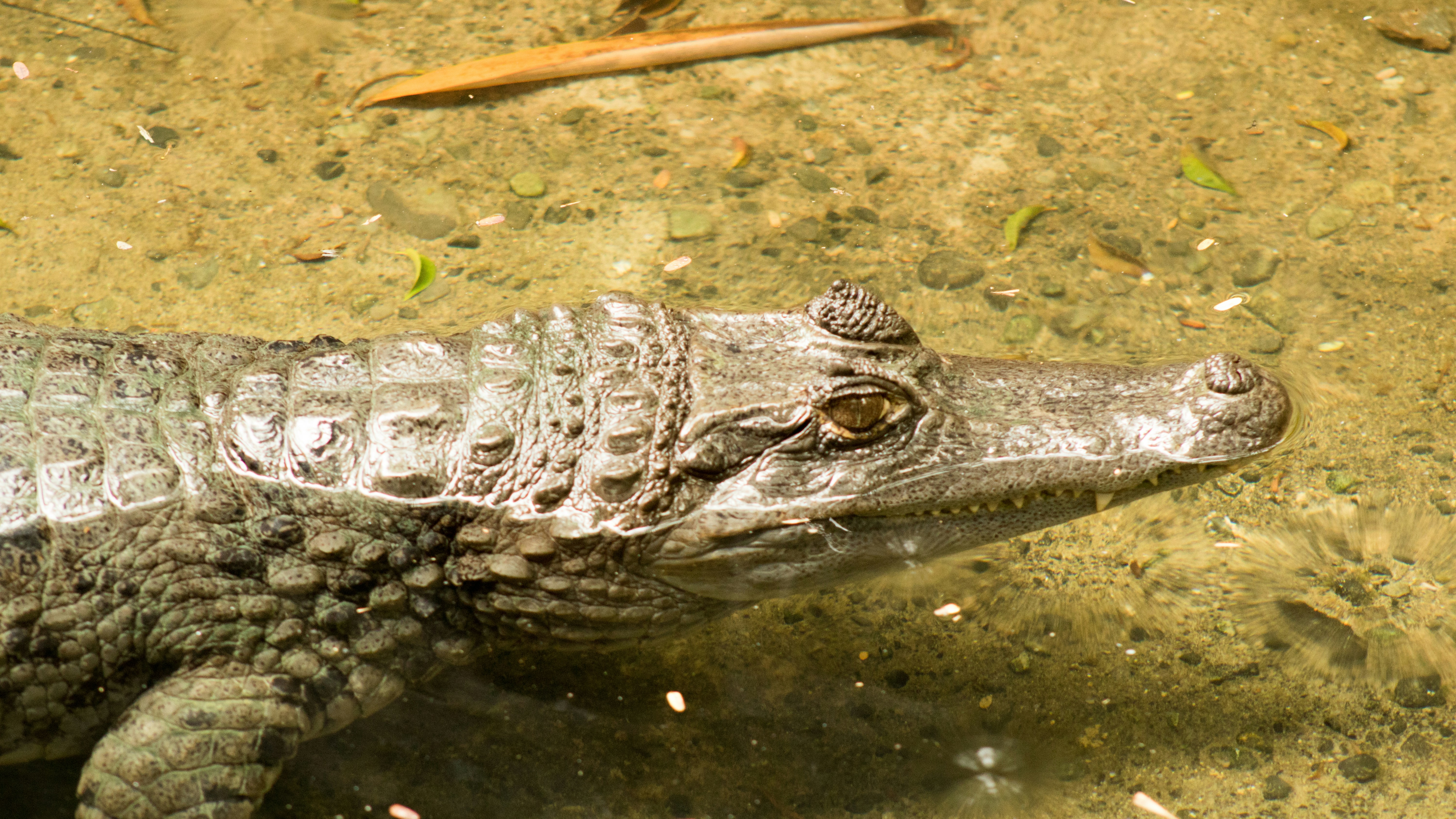 Caiman Pictures | Download Free Images on Unsplash