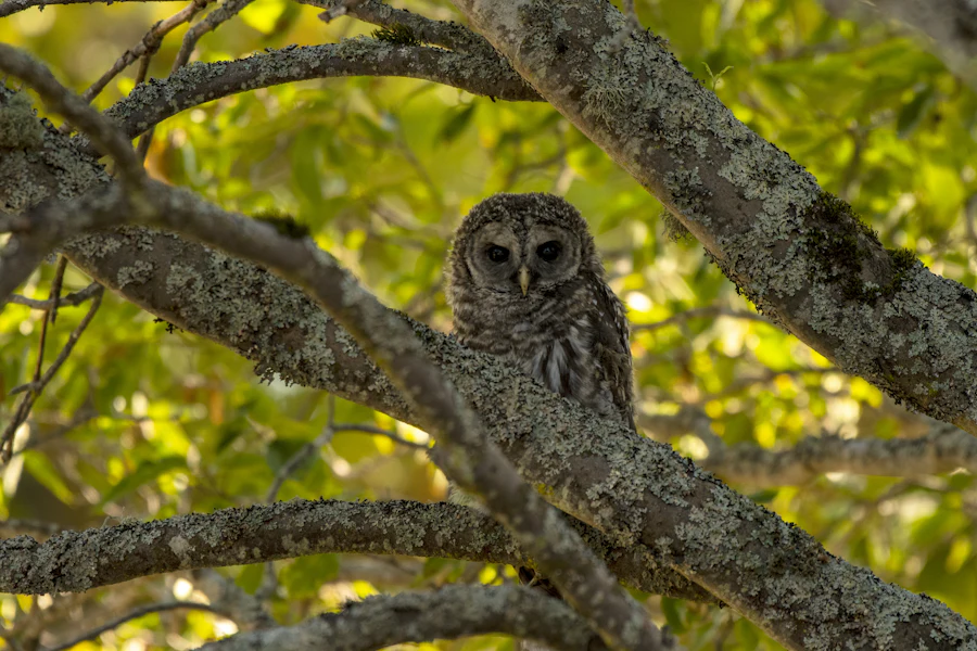 Small owl perched among lichen-covered branches, staring toward the camera against a warm green woodland background.