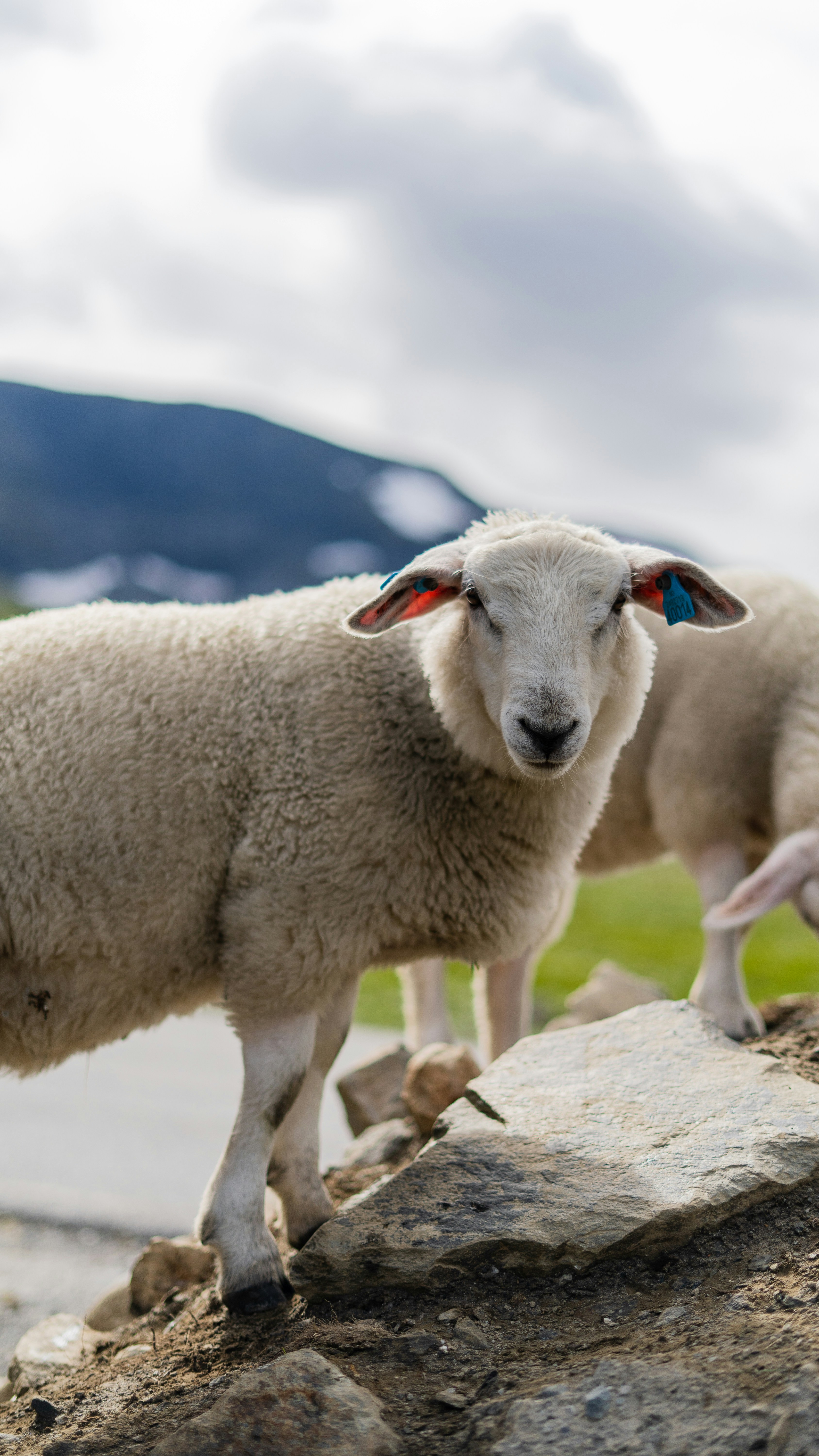 A couple of sheep standing on top of a rock photo – Free Norway Image ...