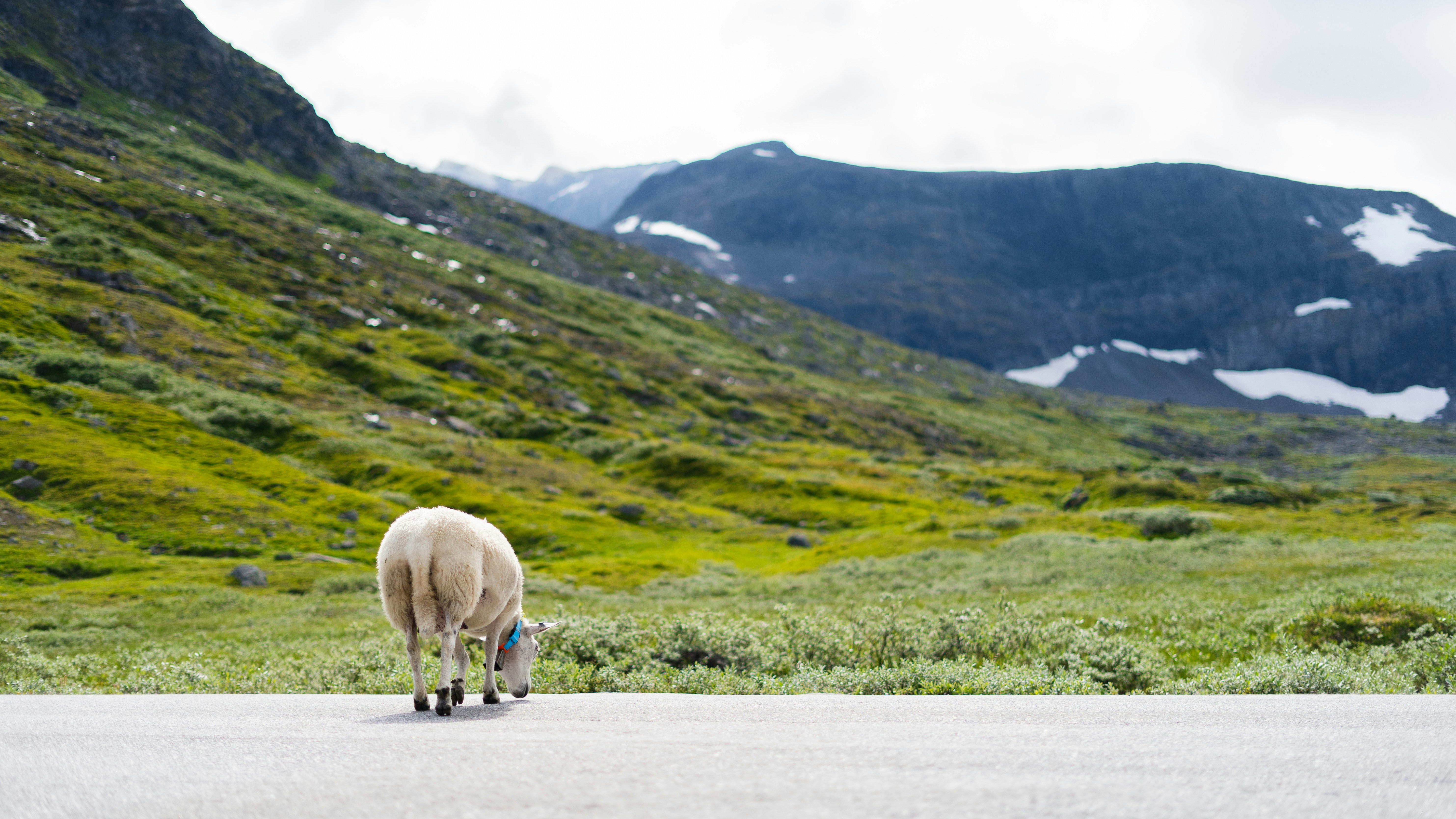 Alpine Roadside: A lone sheep grazing beneath rugged peaks