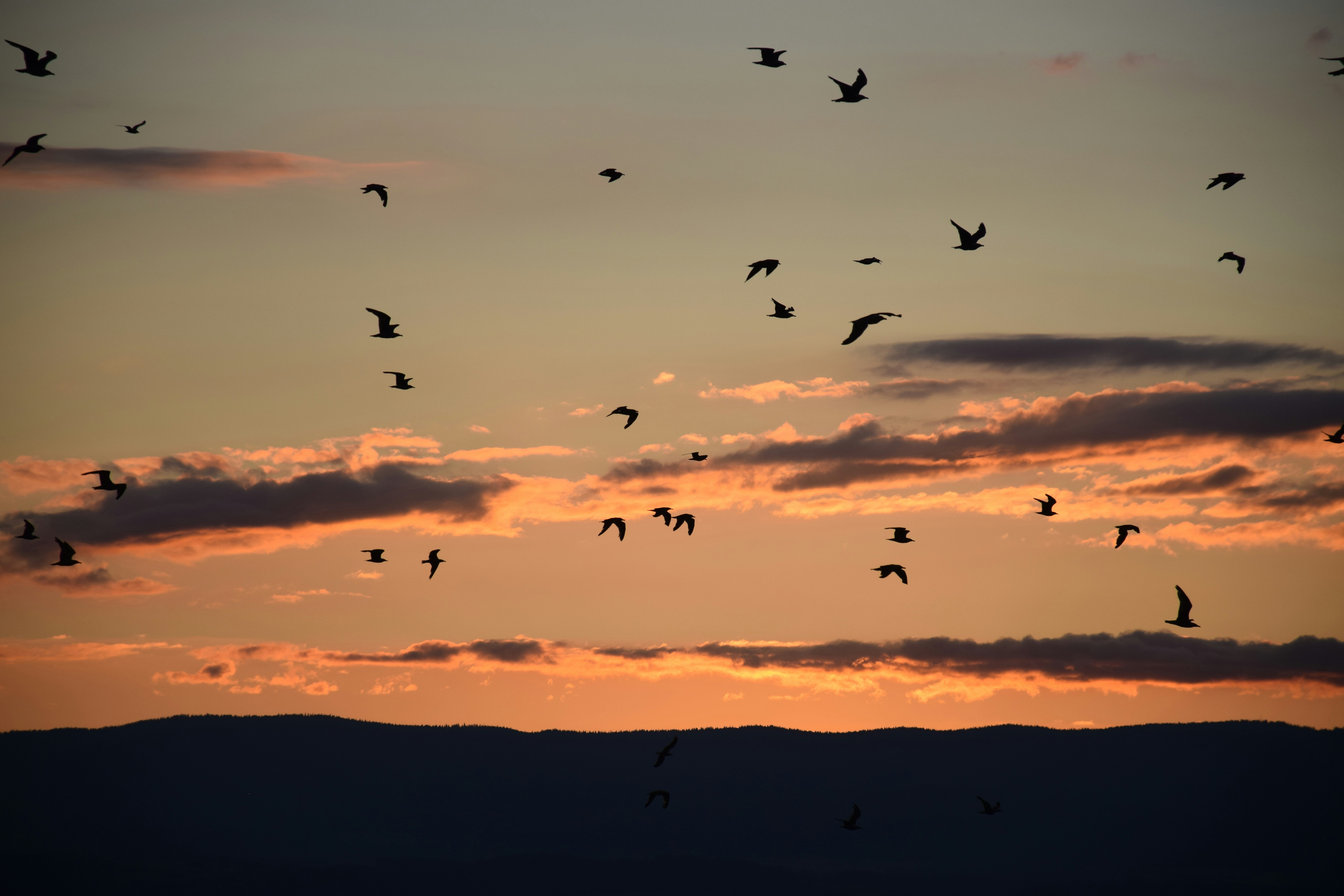 Evening Flight over a Quiet Horizon: Silhouettes in Sunset