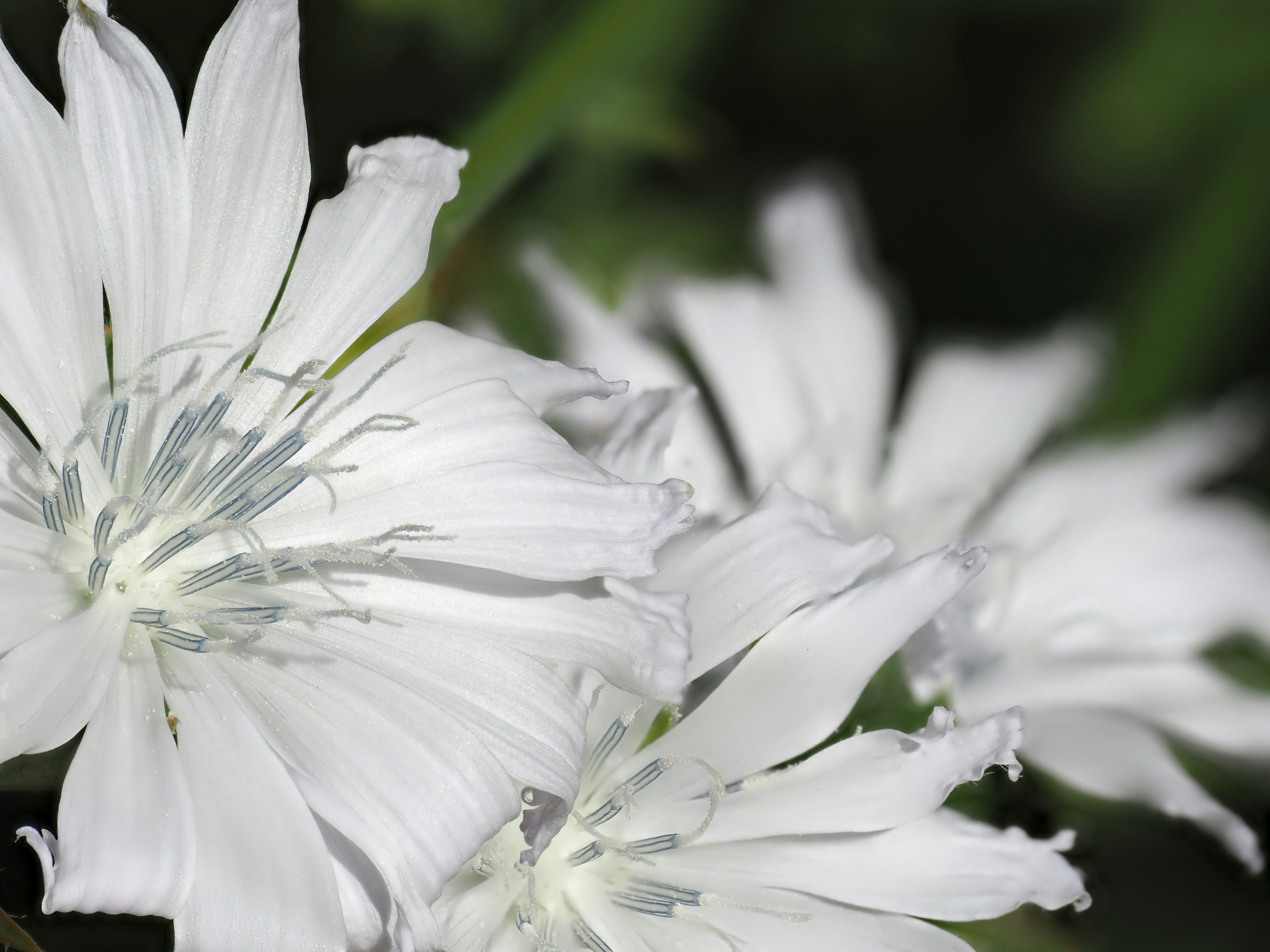 Snow-white Clematis Macro: Quiet Elegance in a Blur of Green