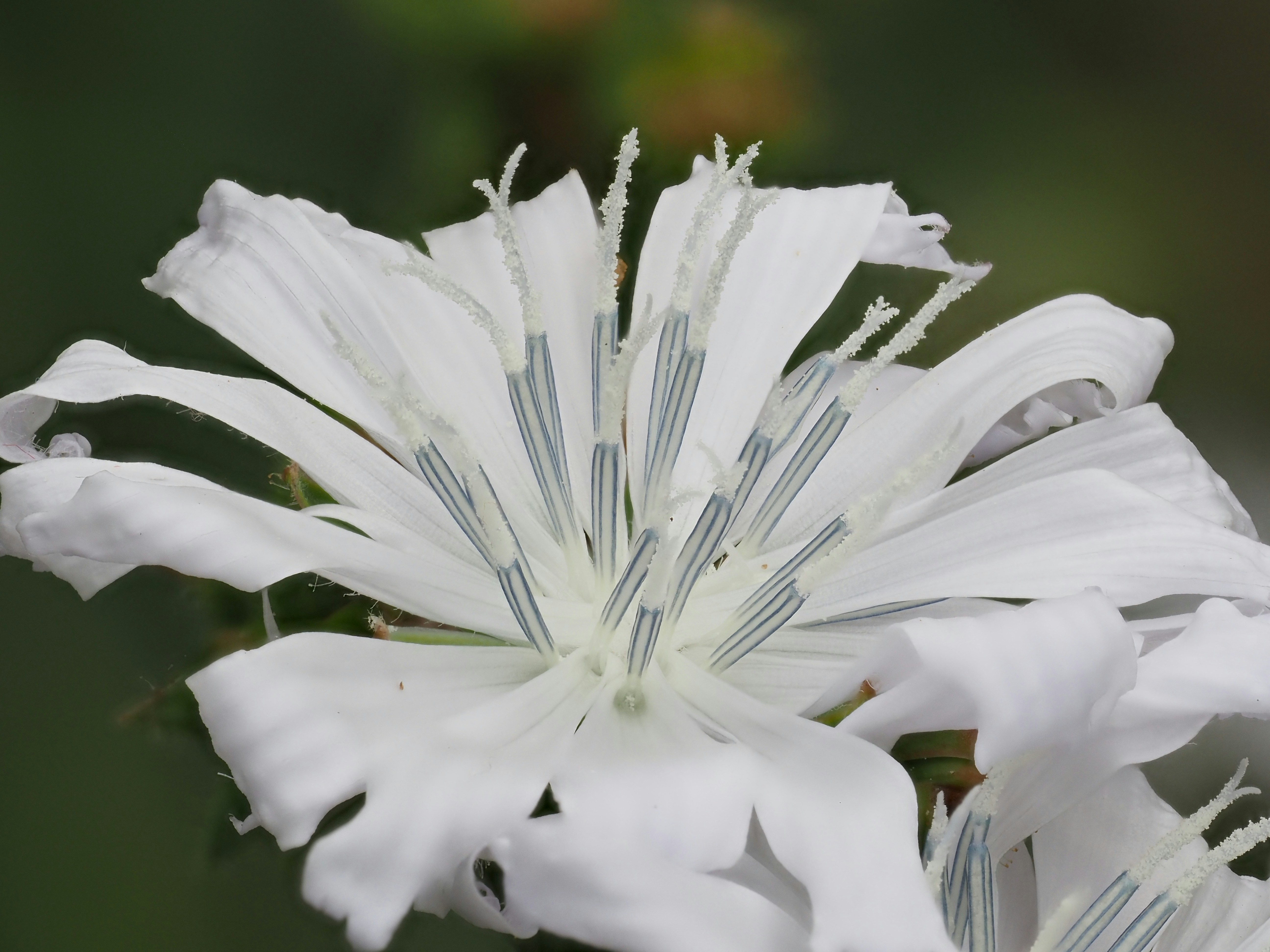 Frayed Petals, Blue-Threaded Core: Macro Portrait of a White Bloom