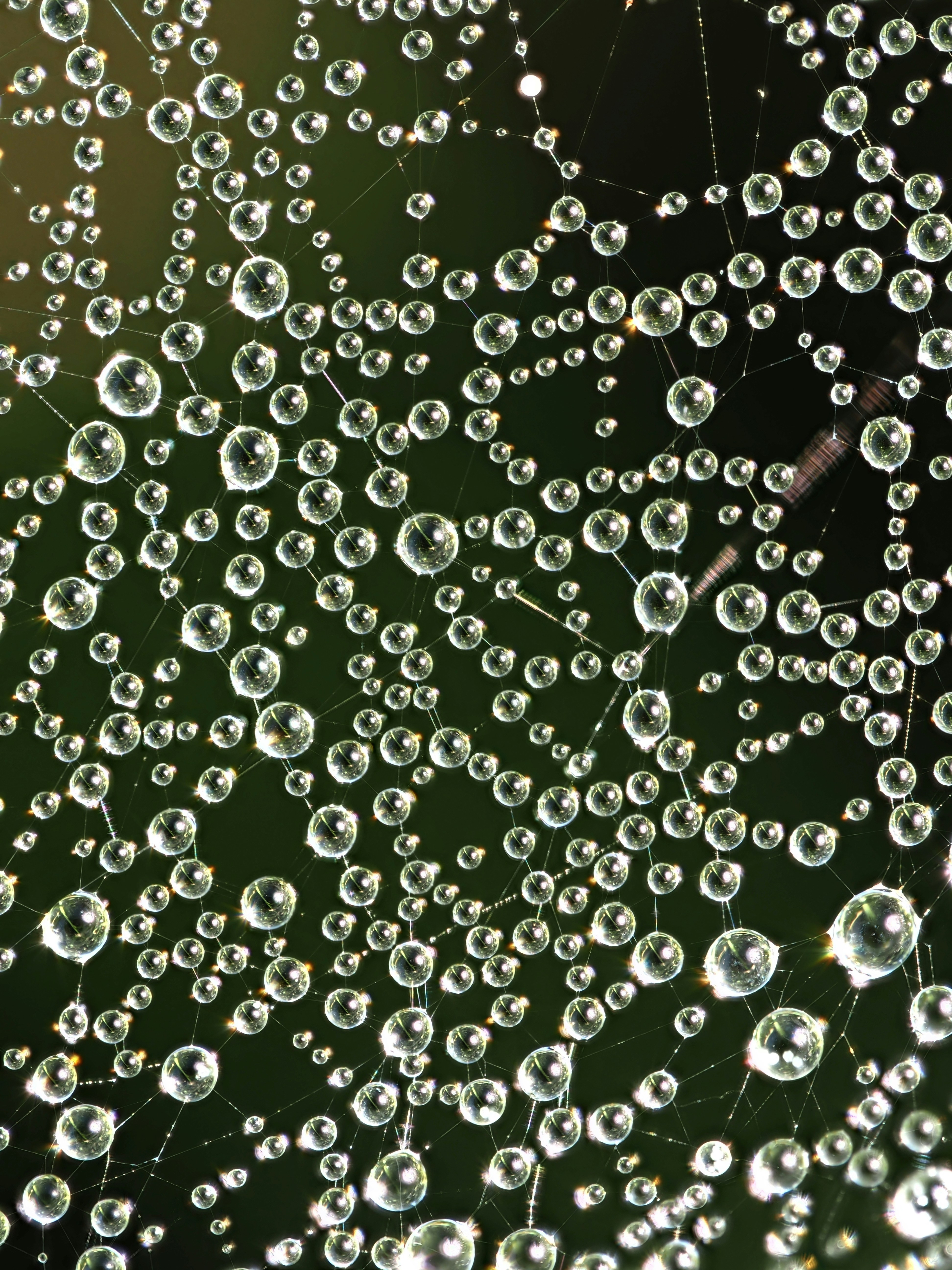 Gossamer Orbs: Morning Dew Adorning a Spider Web