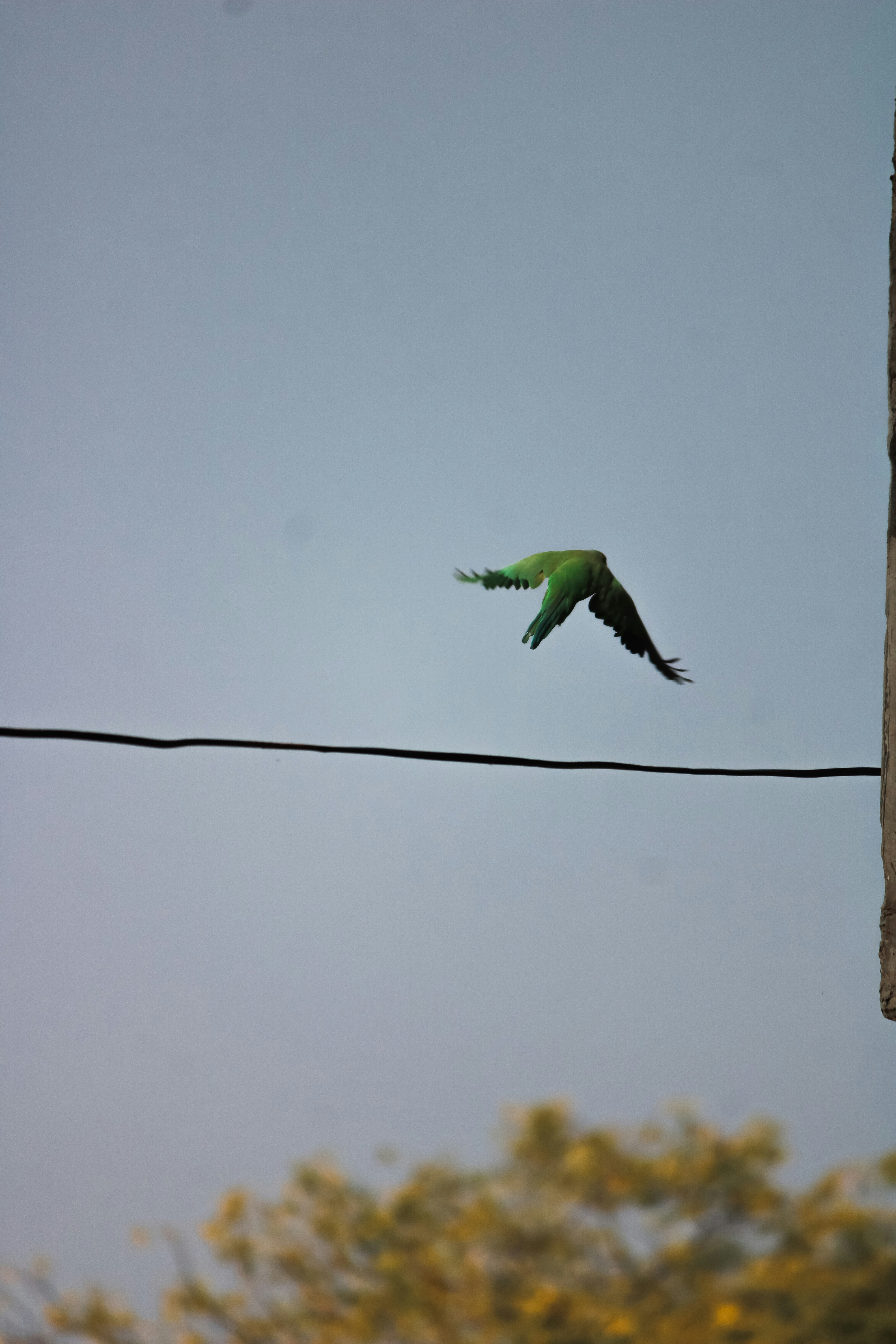 Wingbeat Over the Line: A Green Parrot in the Skyline