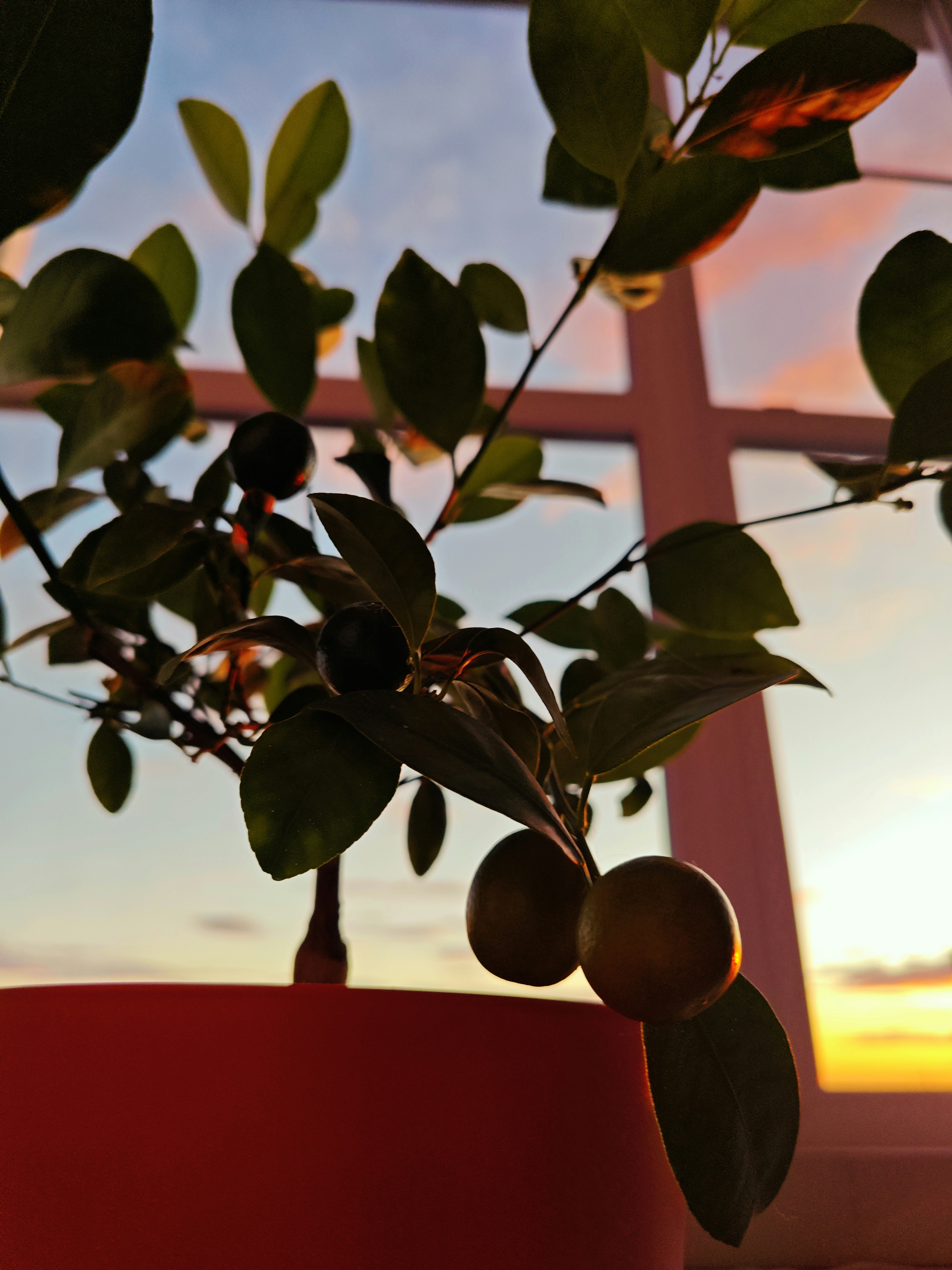 Sunlit Citrus in a Windowed Backdrop