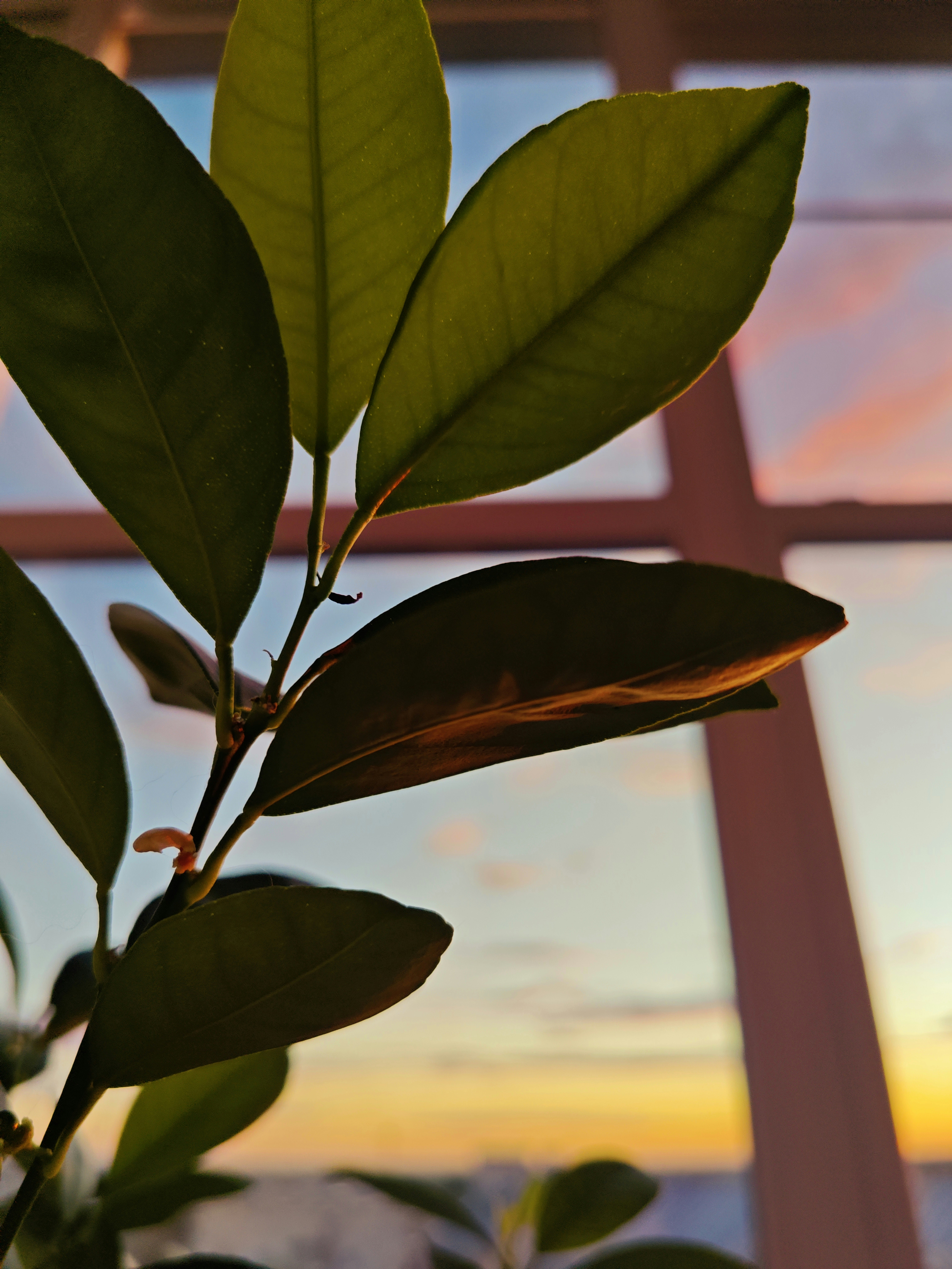 Close-up of glossy green leaves bathed in warm sunset light through a window. The shallow depth of field keeps the foreground leaves sharp while the background is softly blurred.