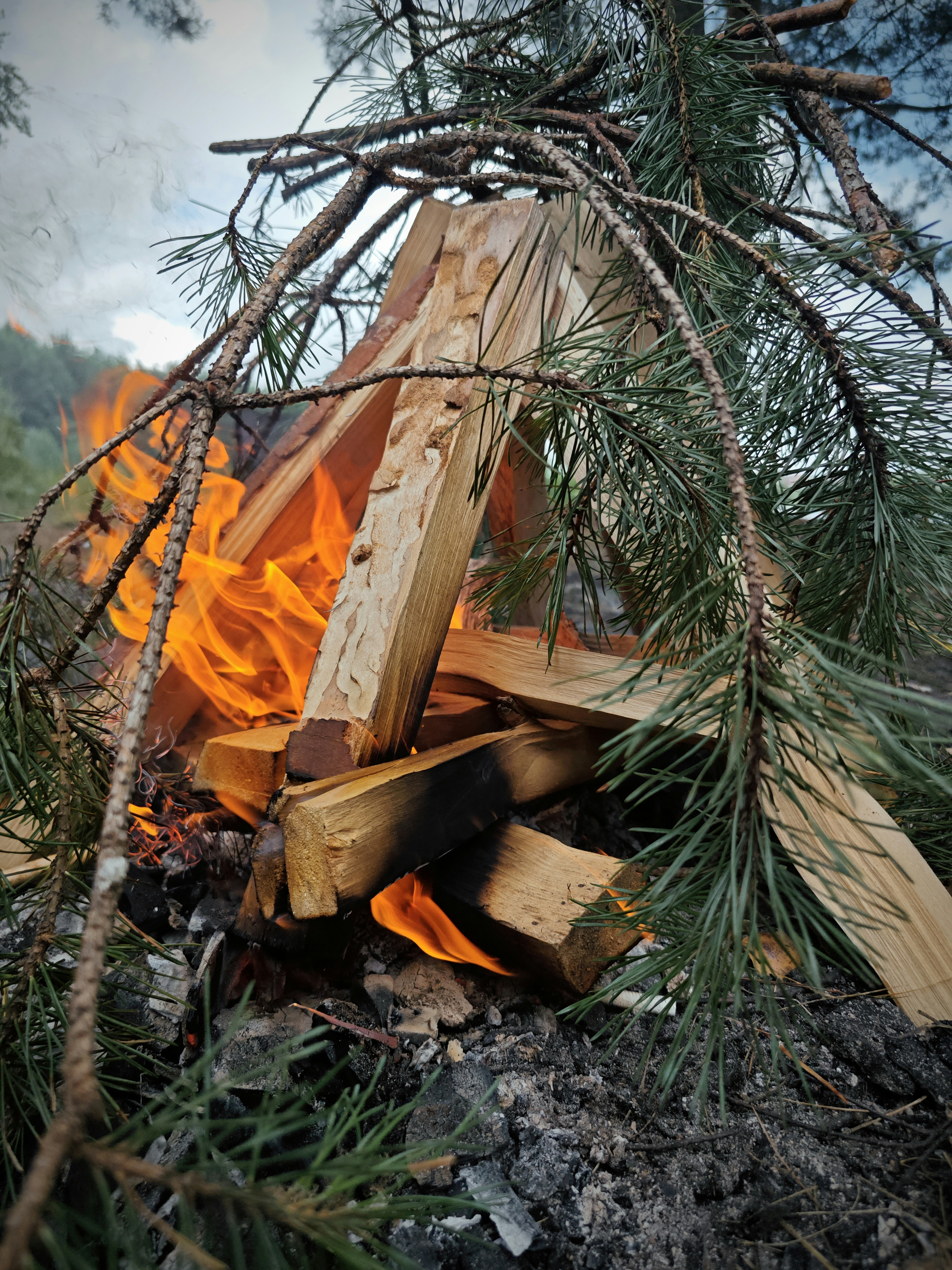 Close-up photograph of stacked firewood burning with visible flames, framed by pine needles and branches.