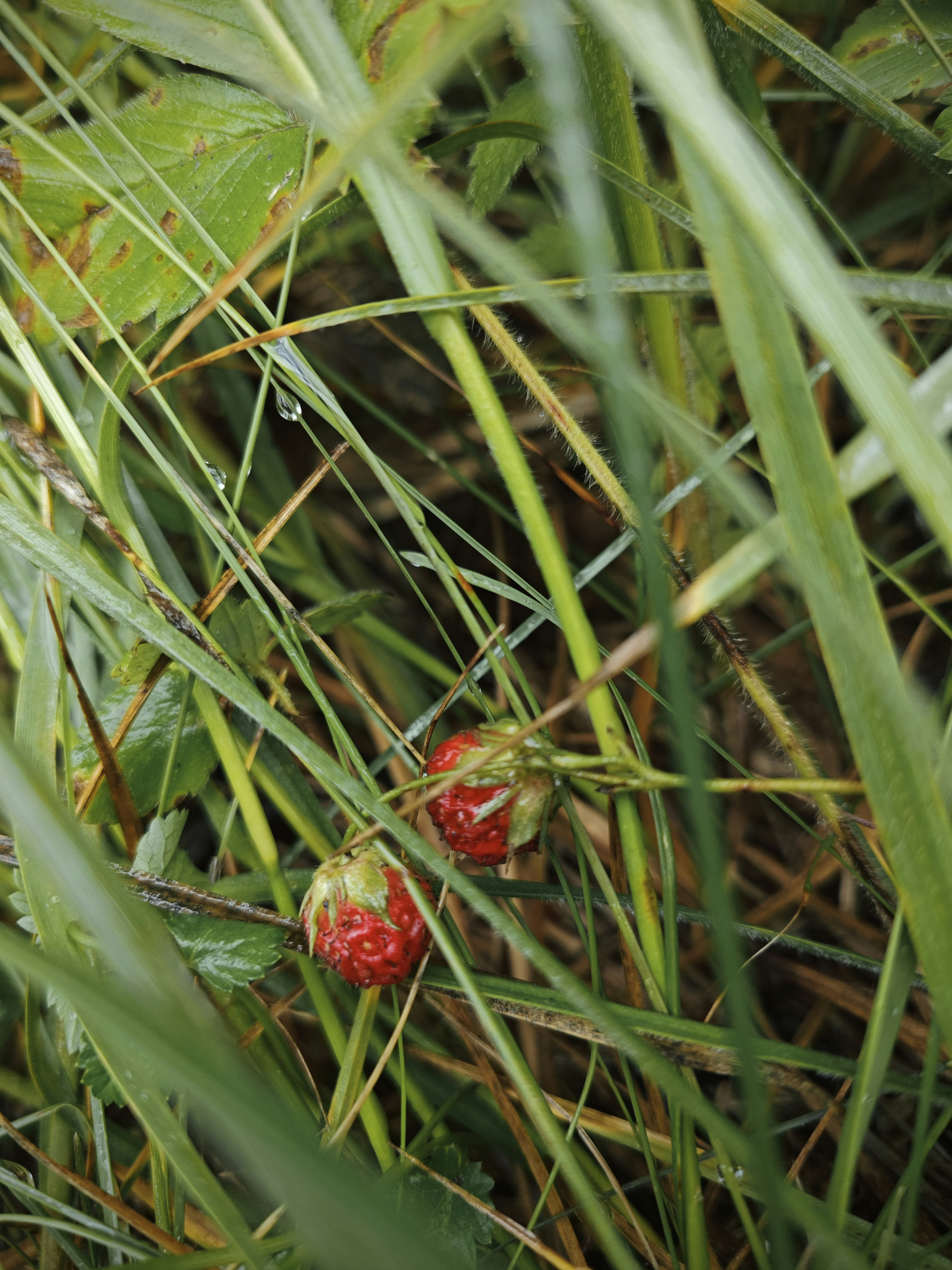 Two red berries nestled among a dense tangle of grass blades, with a dew drop perched on a leaf.