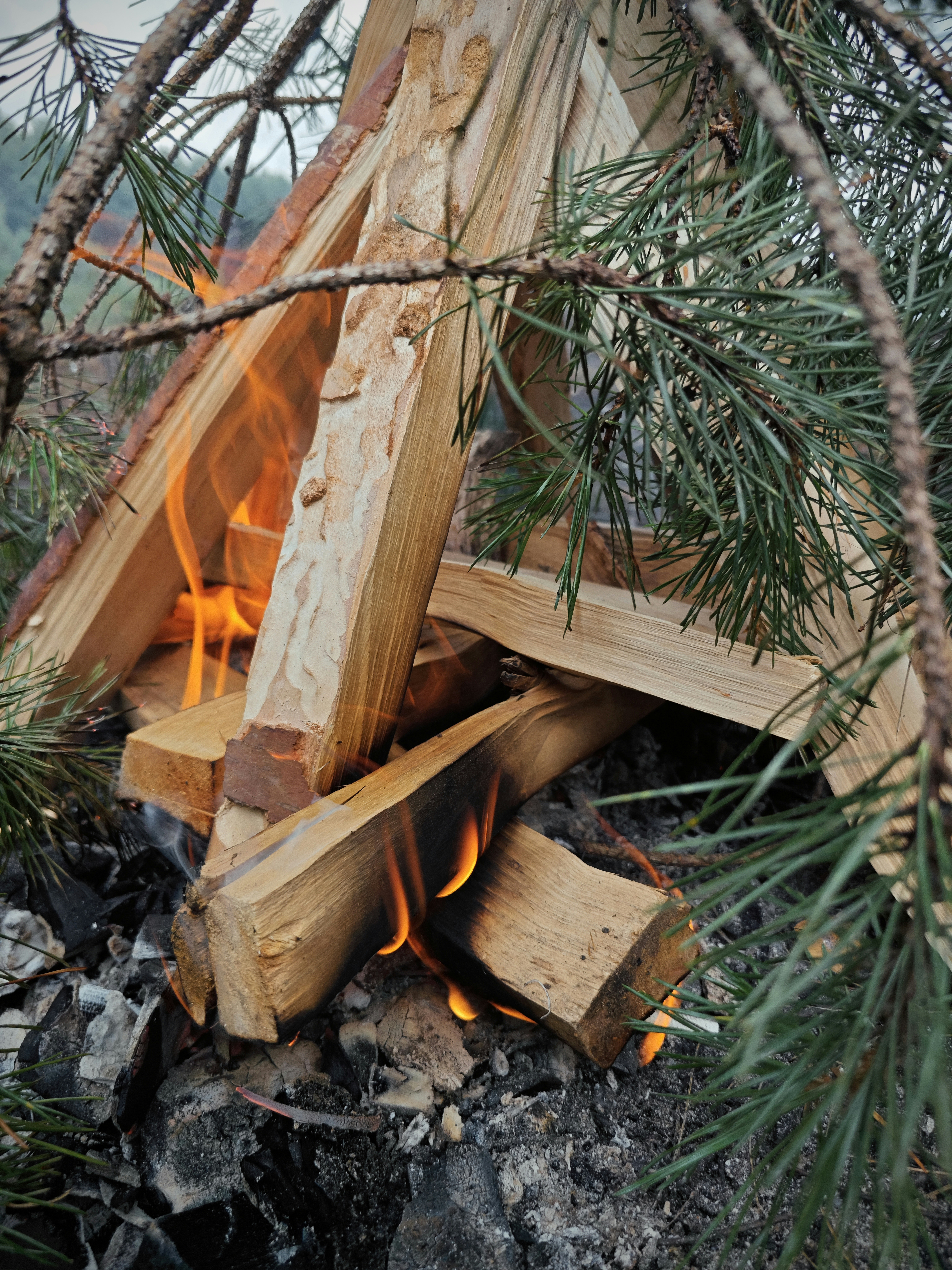Crackling firewood stacked on rocky ground with small flames, framed by pine needles in an outdoor setting.