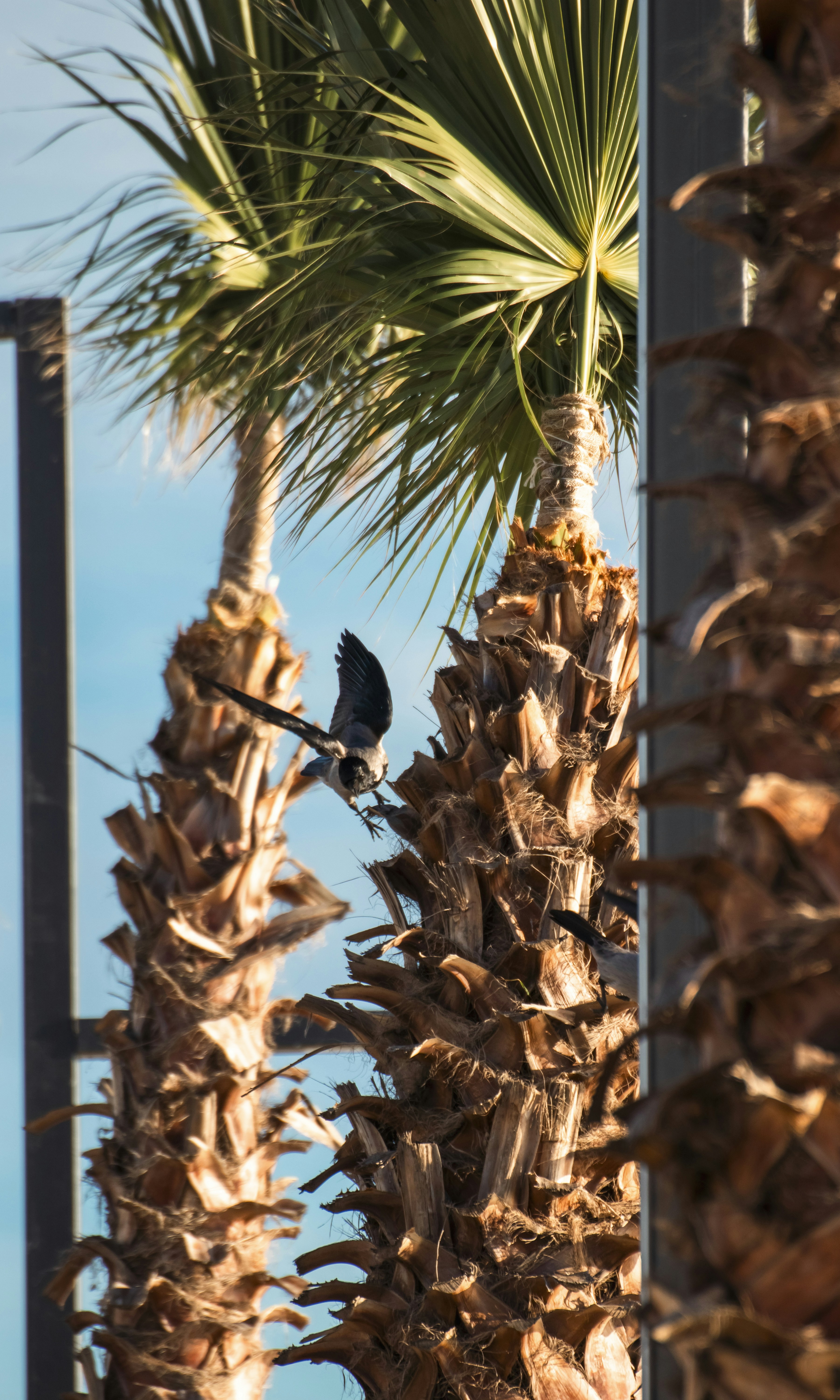 Bird in Flight Between Palm Trunks: A Narrow Corridor of Sky