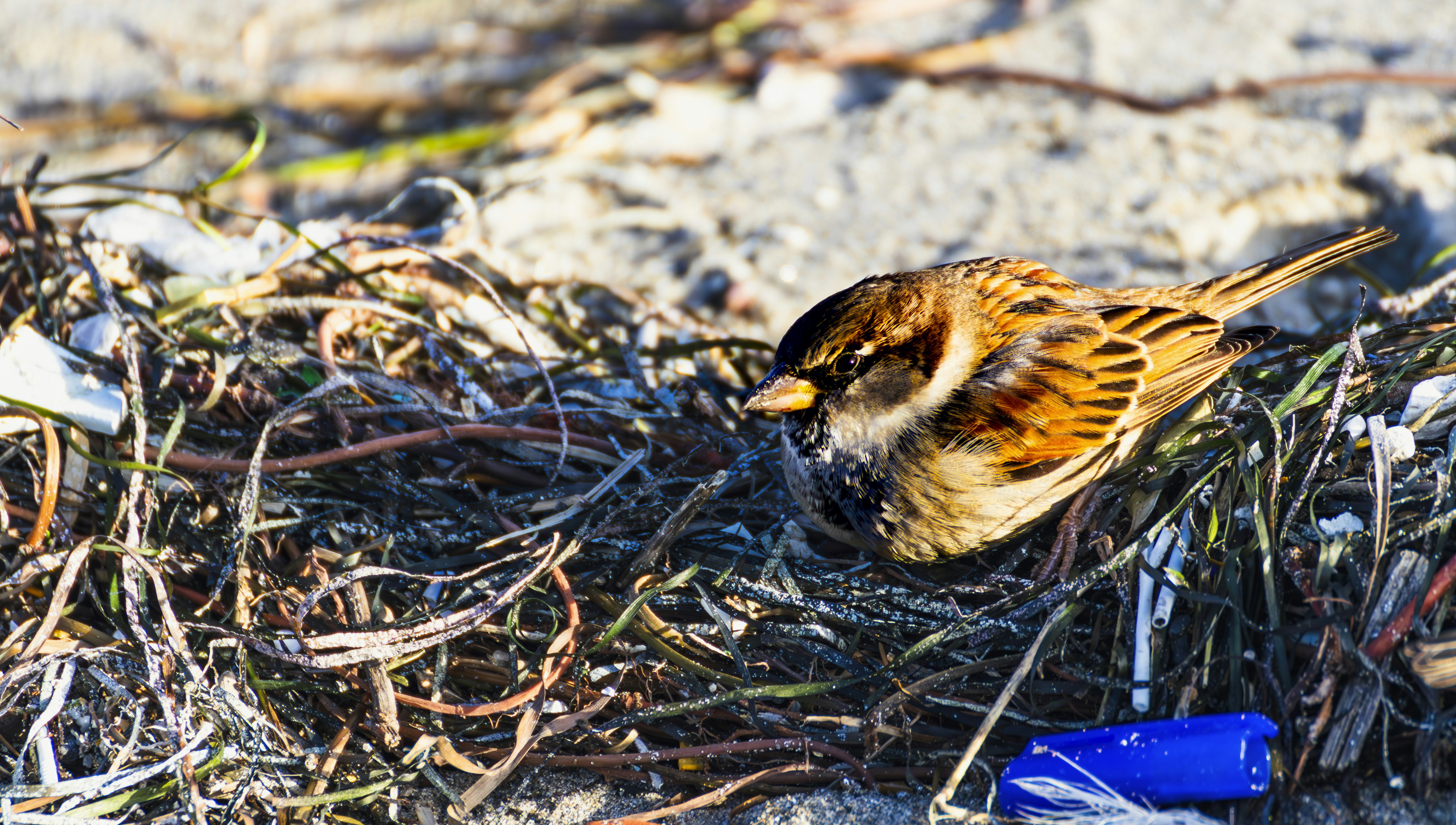 Coastal Tangle: A Diminutive Shorebird Navigating Beach Litter