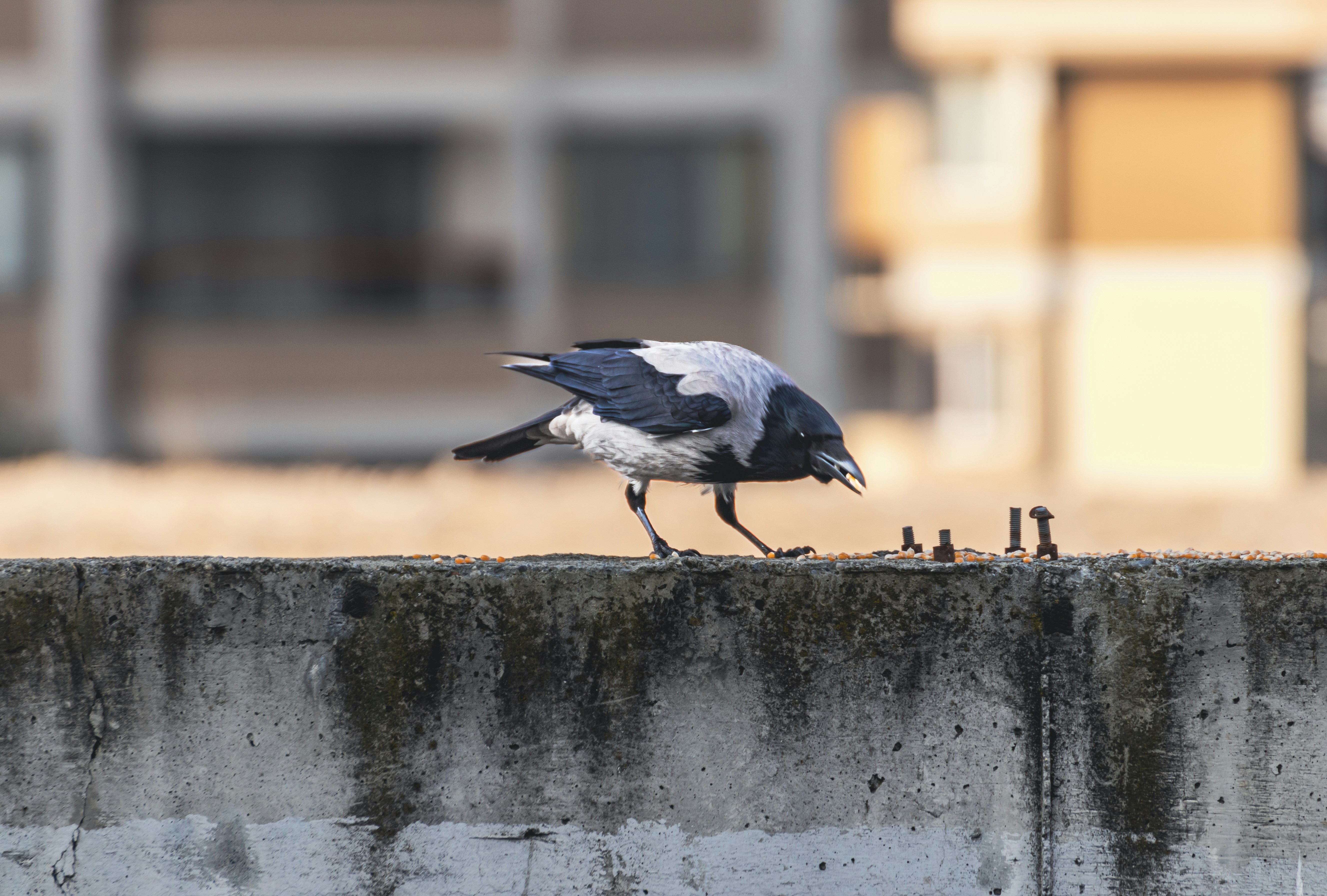 Crow on the Edge: A Quiet Moment on a Weathered City Barrier