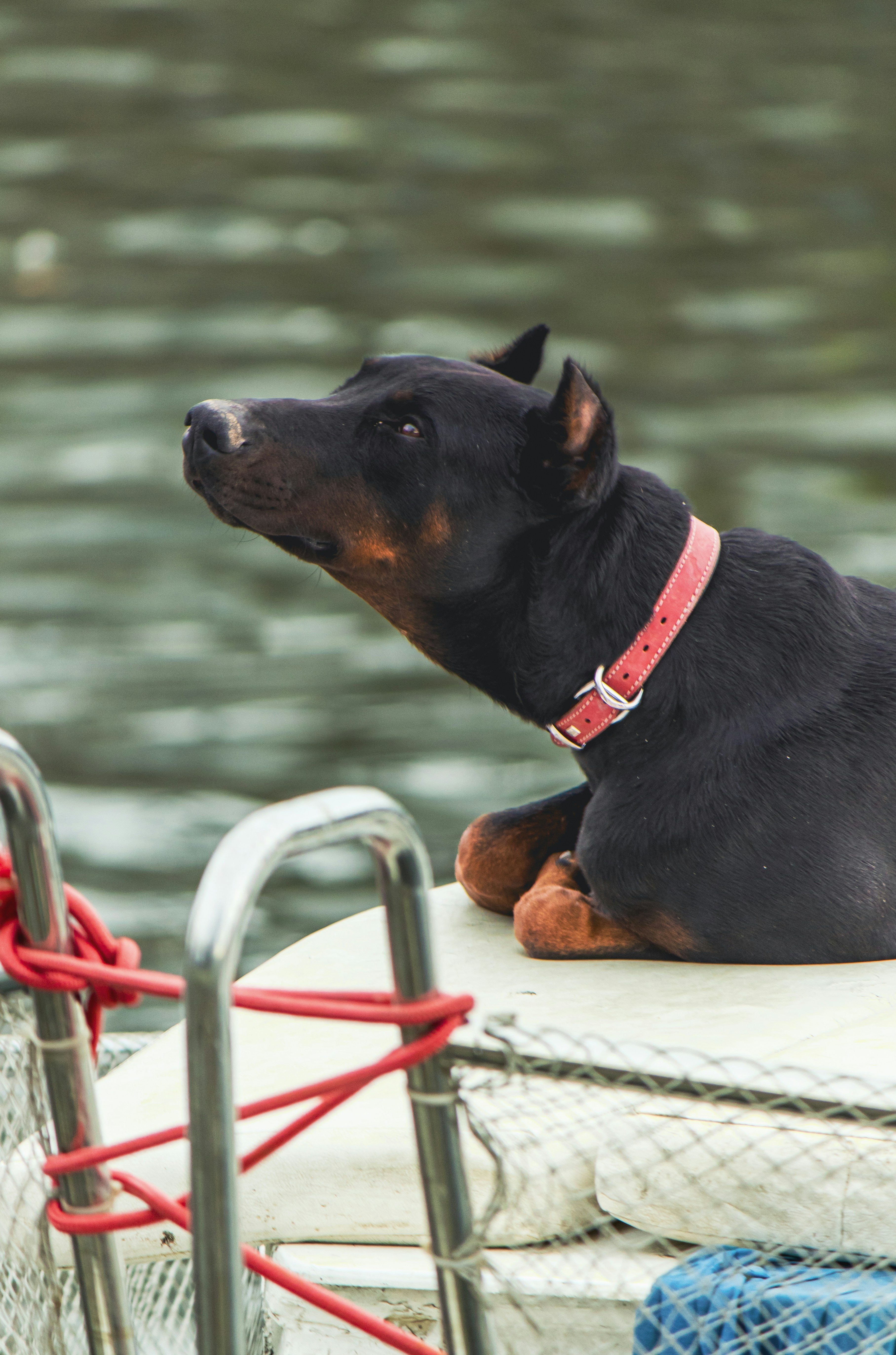 Dockside Gaze: A Doberman Pinscher on a Quiet Pier