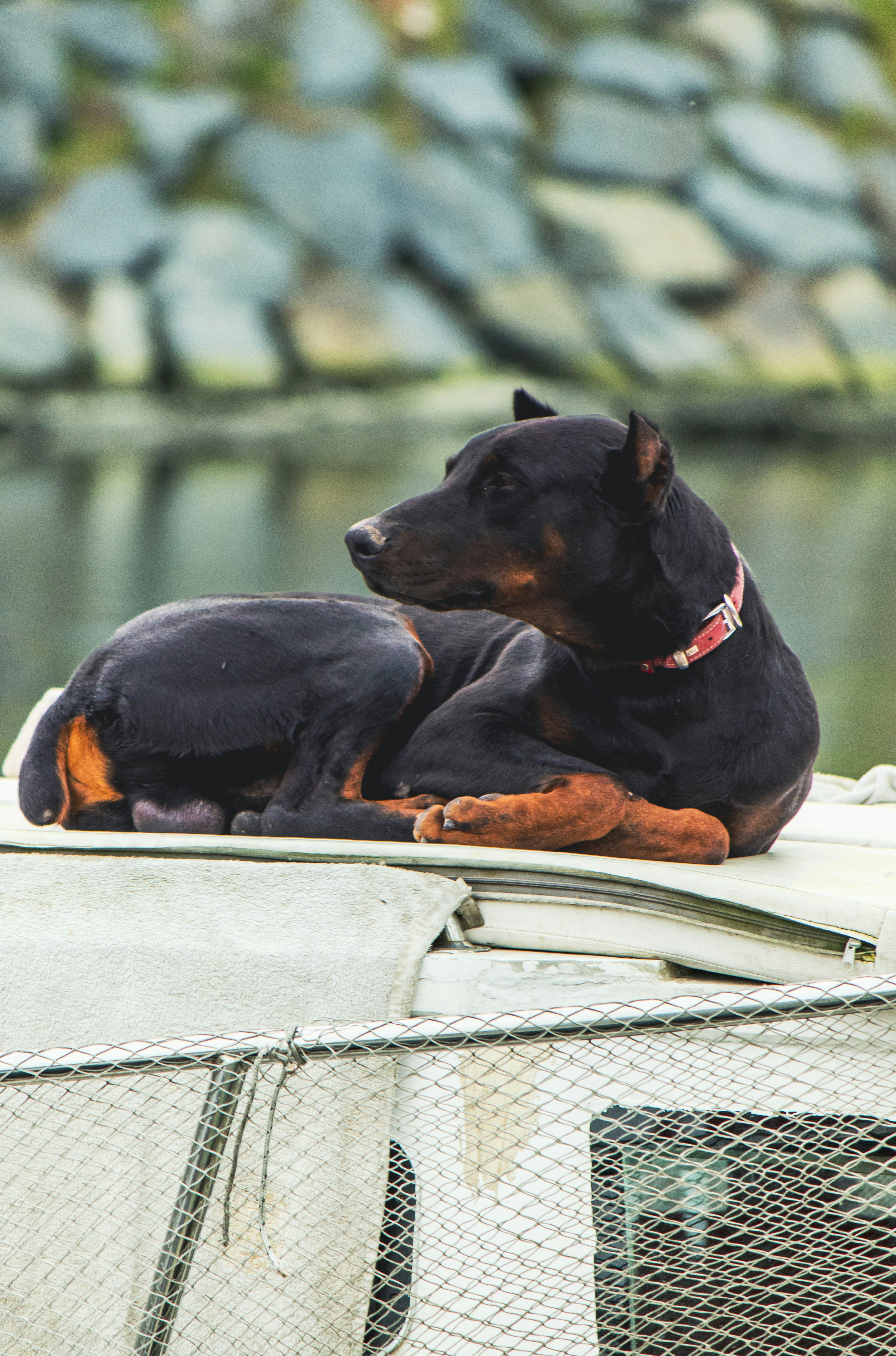On Watch by the Canal: A Doberman Lounges Across a Weathered Boat