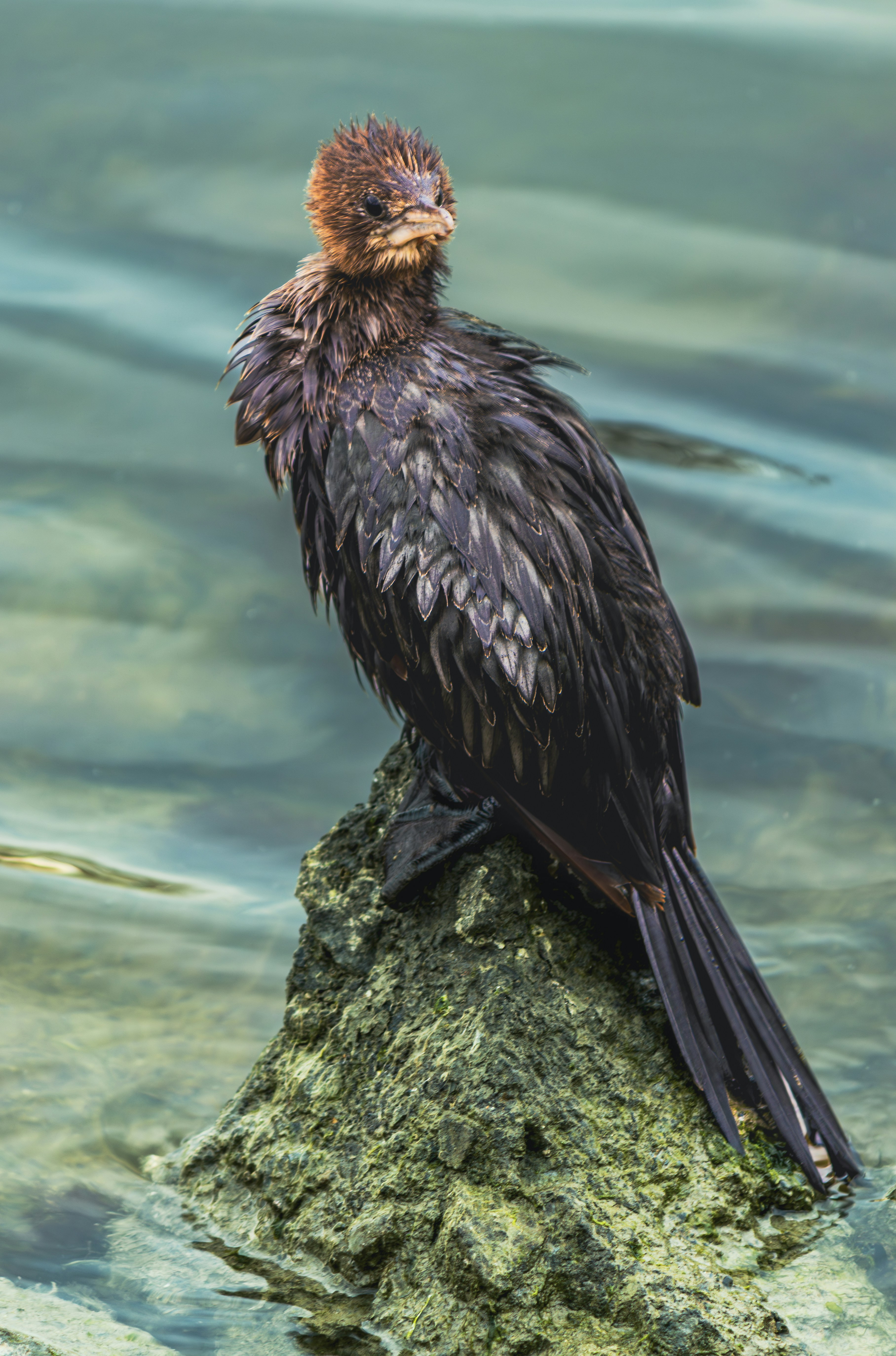 Juvenile Cormorant Perched on Mossy Rock in Tidal Light