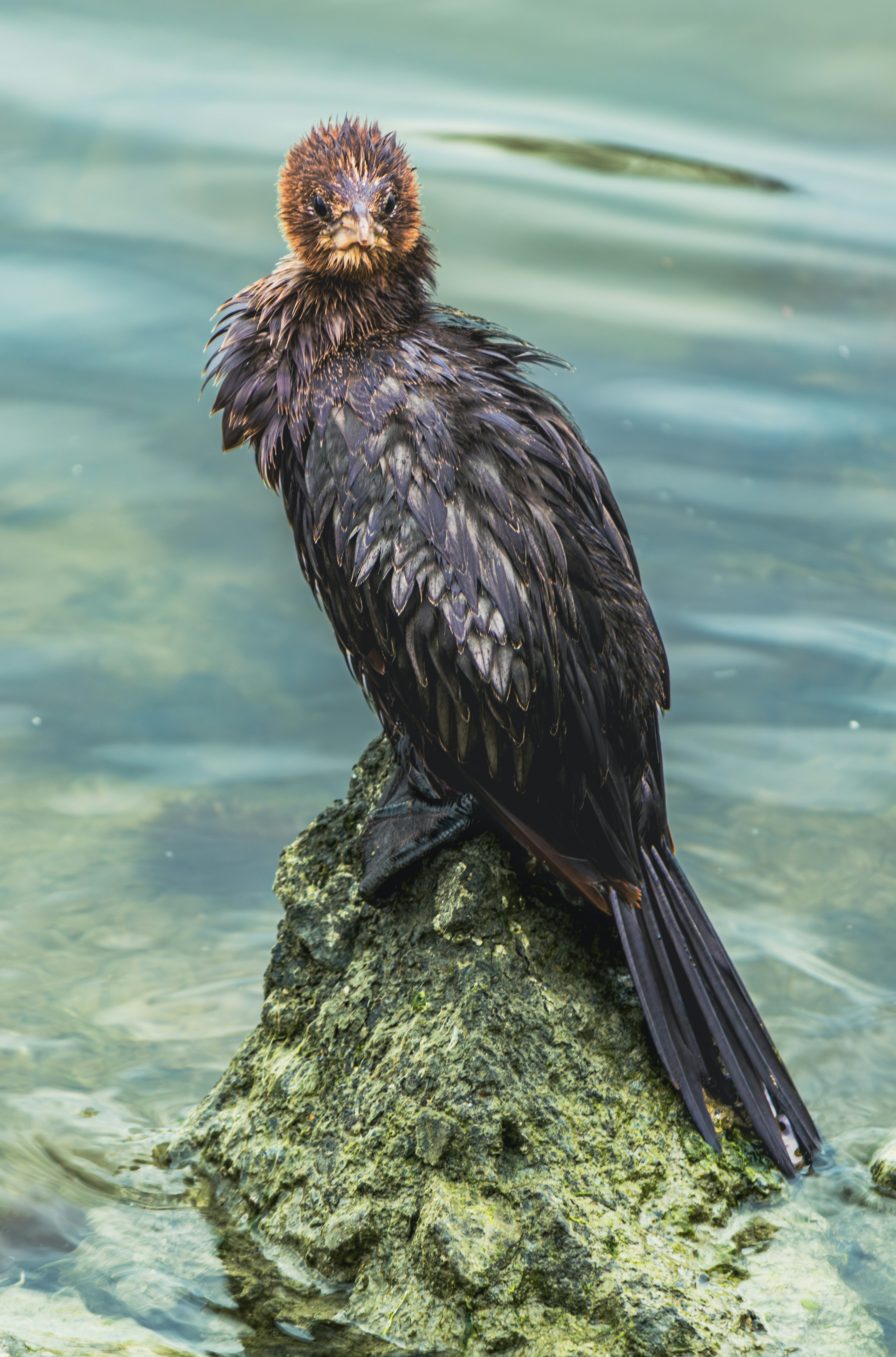 Wet-Plumage Silence: A Bird Perched on a Moss-Covered Rock at Tide's Edge
