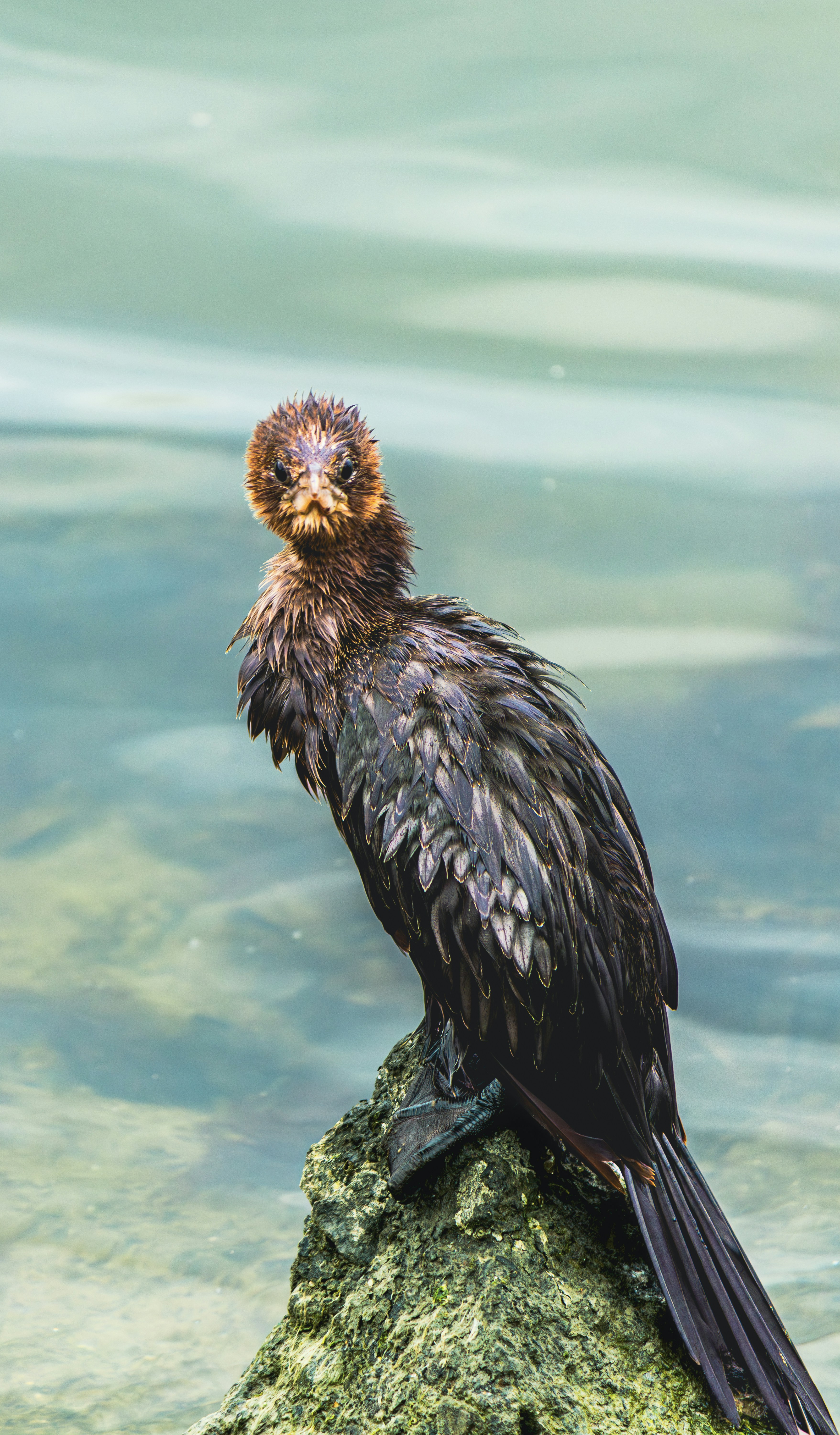 Curious Seabird Perched on a Mossy Rock Against Turquoise Waters