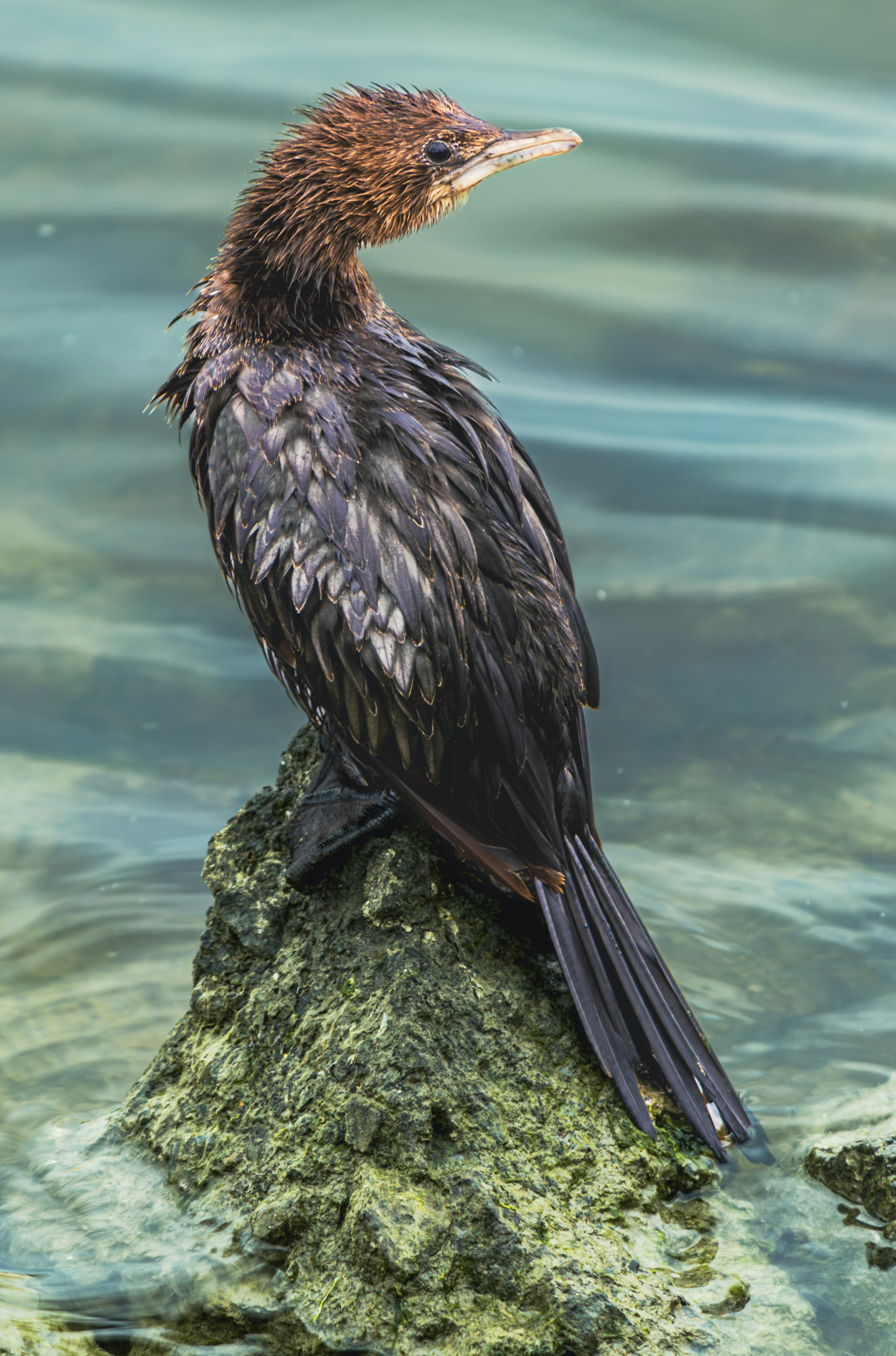 Cormorant Sentinel Perched on a Mossy Rock Above Quiet Waters