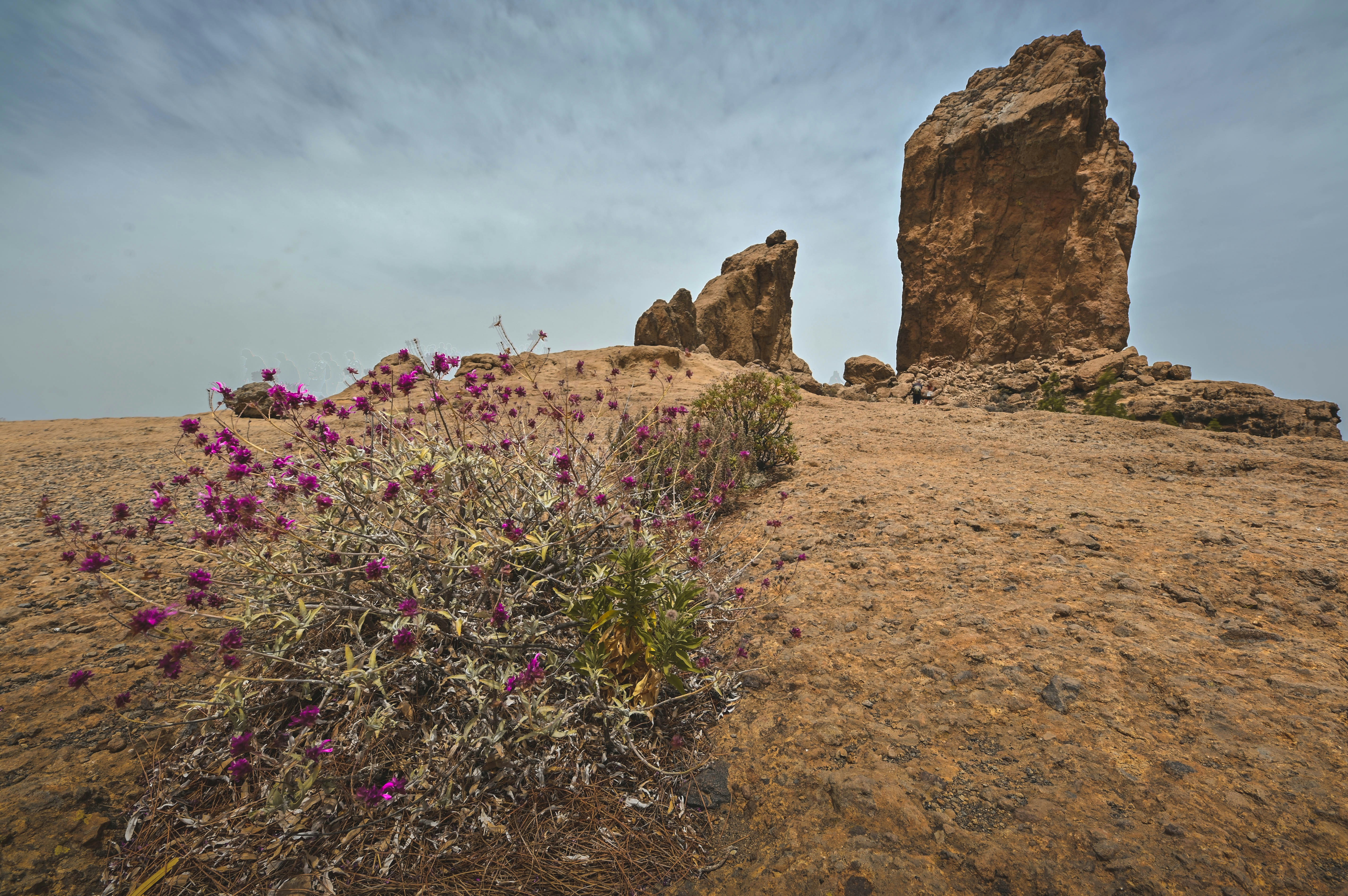 Desert Blossoms Beneath Ancient Monoliths