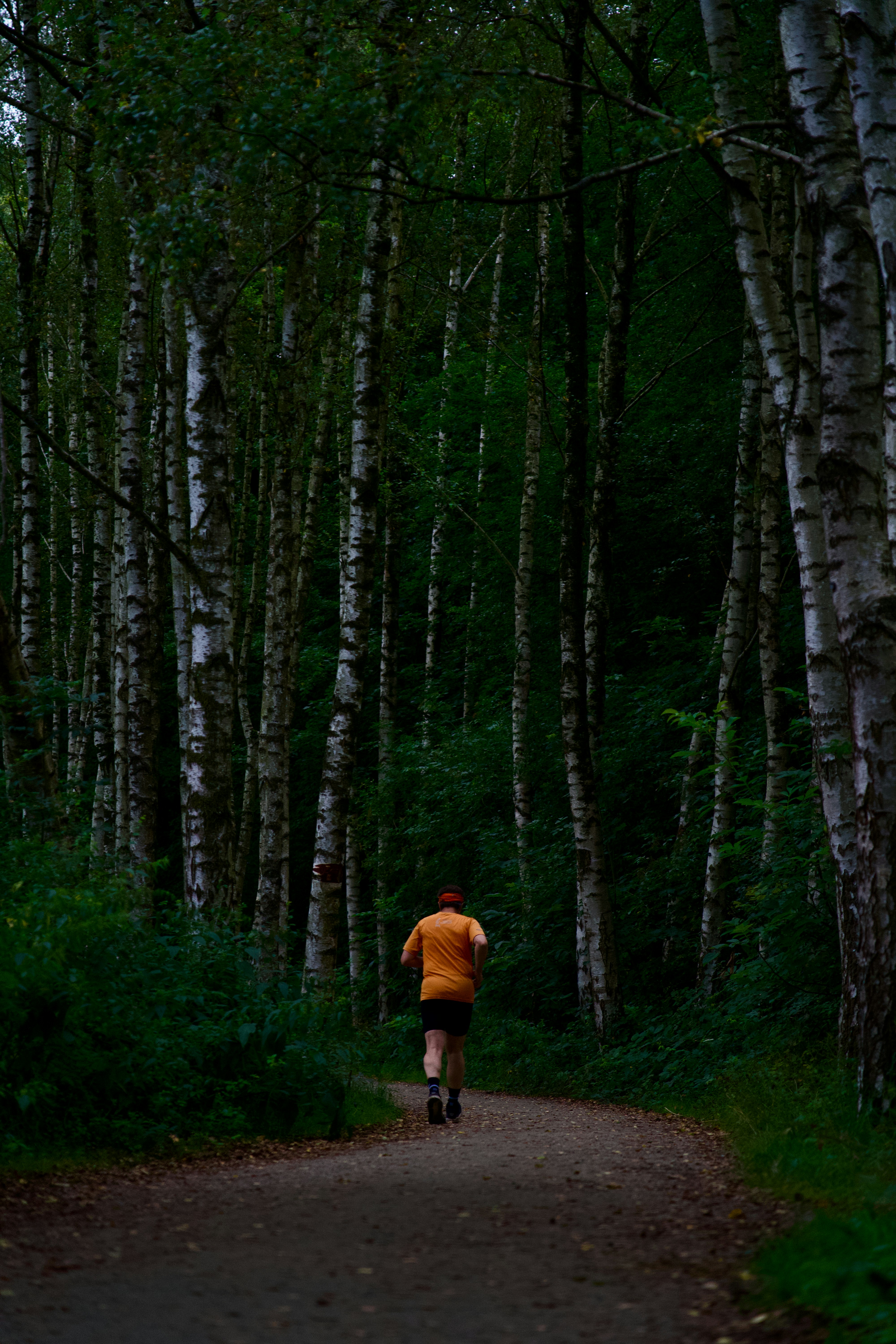 Orange-Clad Runner in a Birch-Tree Corridor on a Forest Path